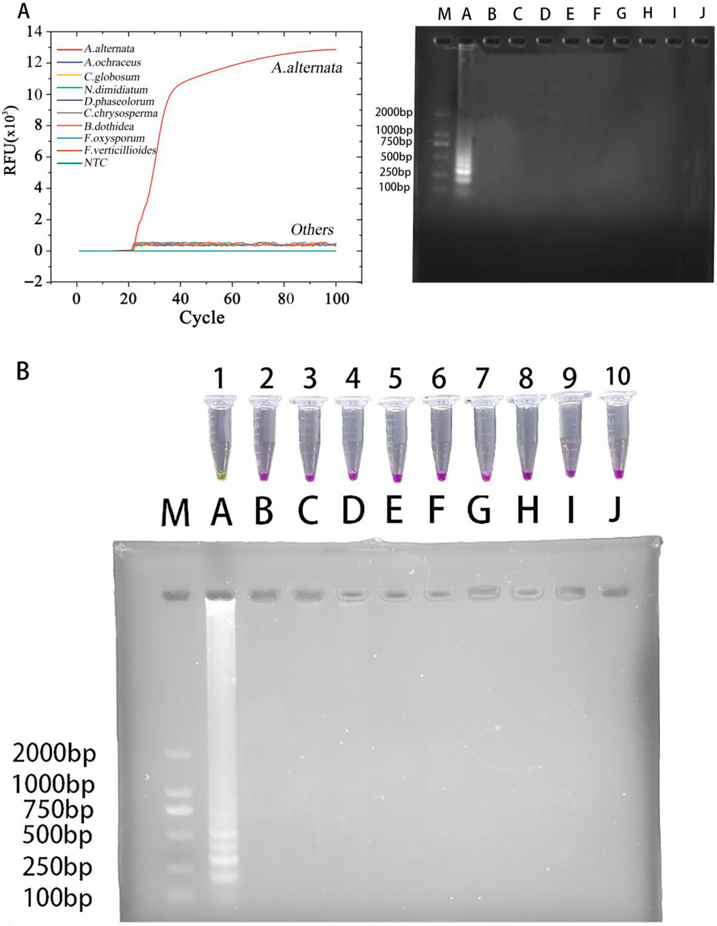 Development and Comparison of Visual Colorimetric Endpoint LAMP and ...