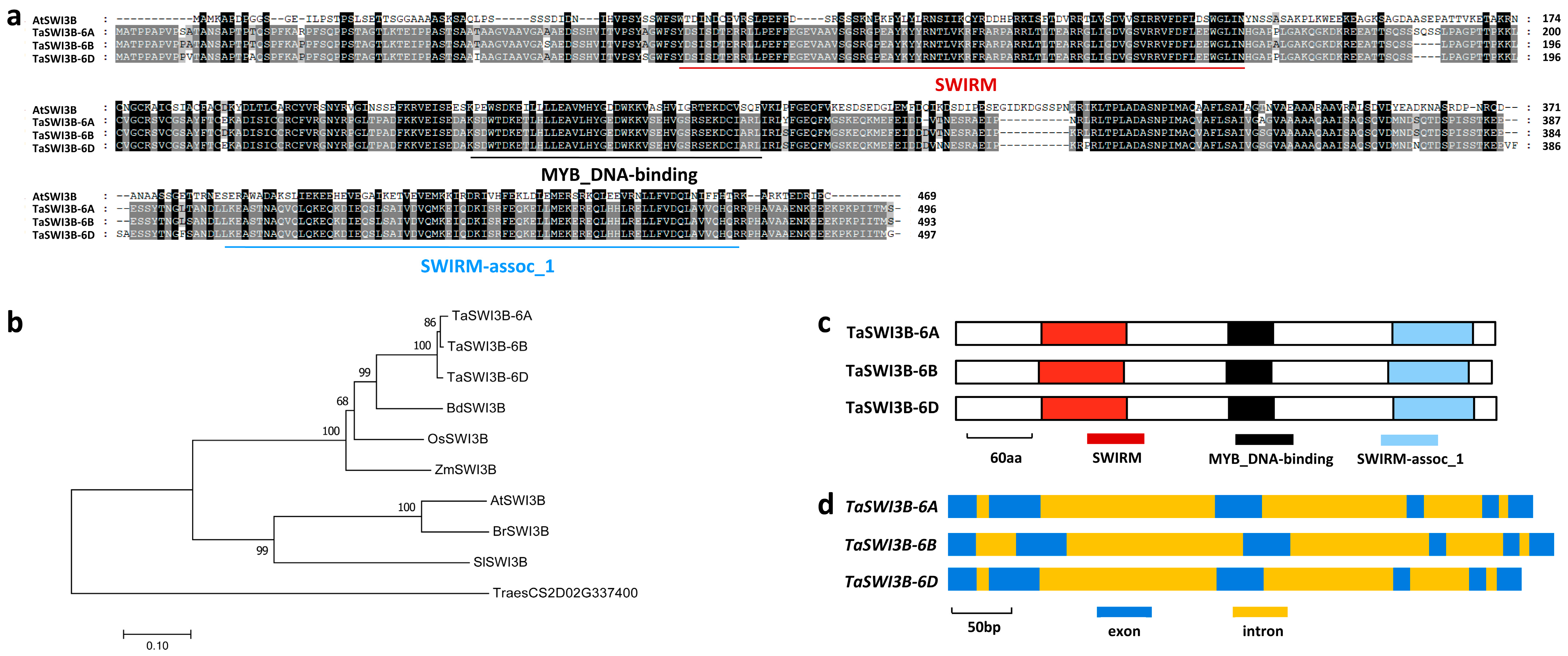 Wheat SWI3B Subunit of SWI/SNF Chromatin Remodeling Complex Governs ...