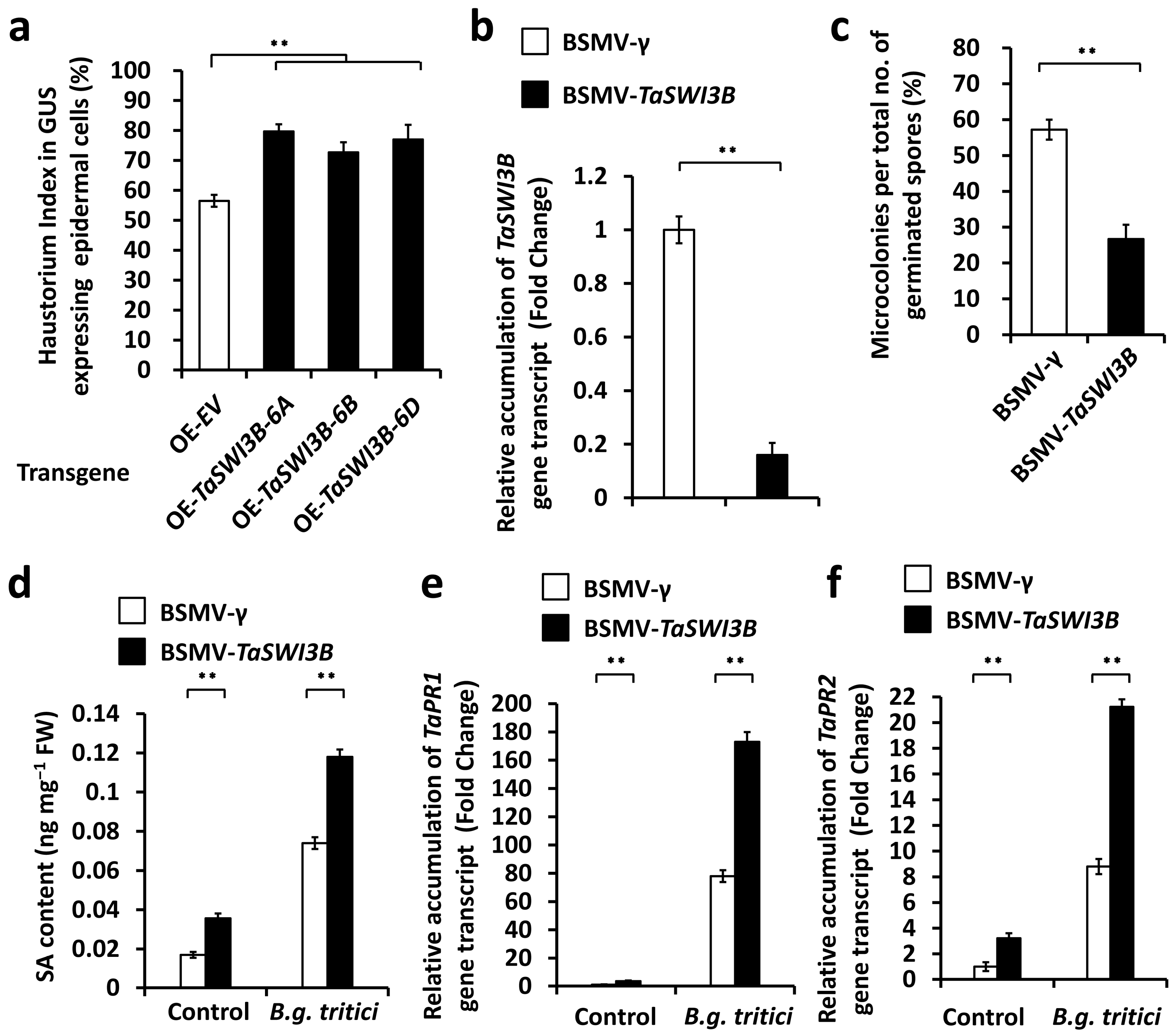Wheat SWI3B Subunit of SWI/SNF Chromatin Remodeling Complex Governs ...