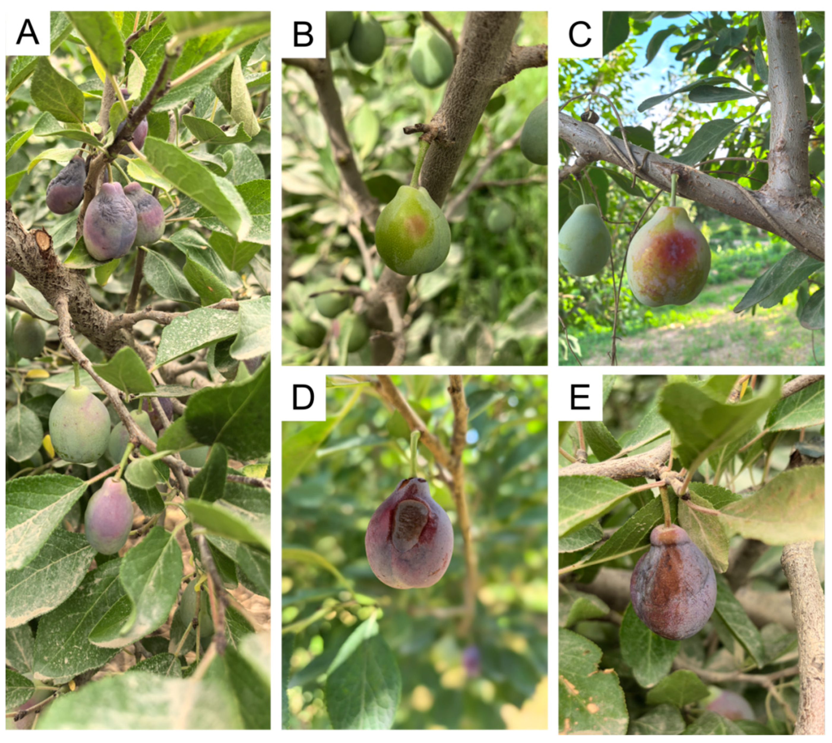 Identification and Multigene Phylogenetic Analysis Reveal Alternaria as ...