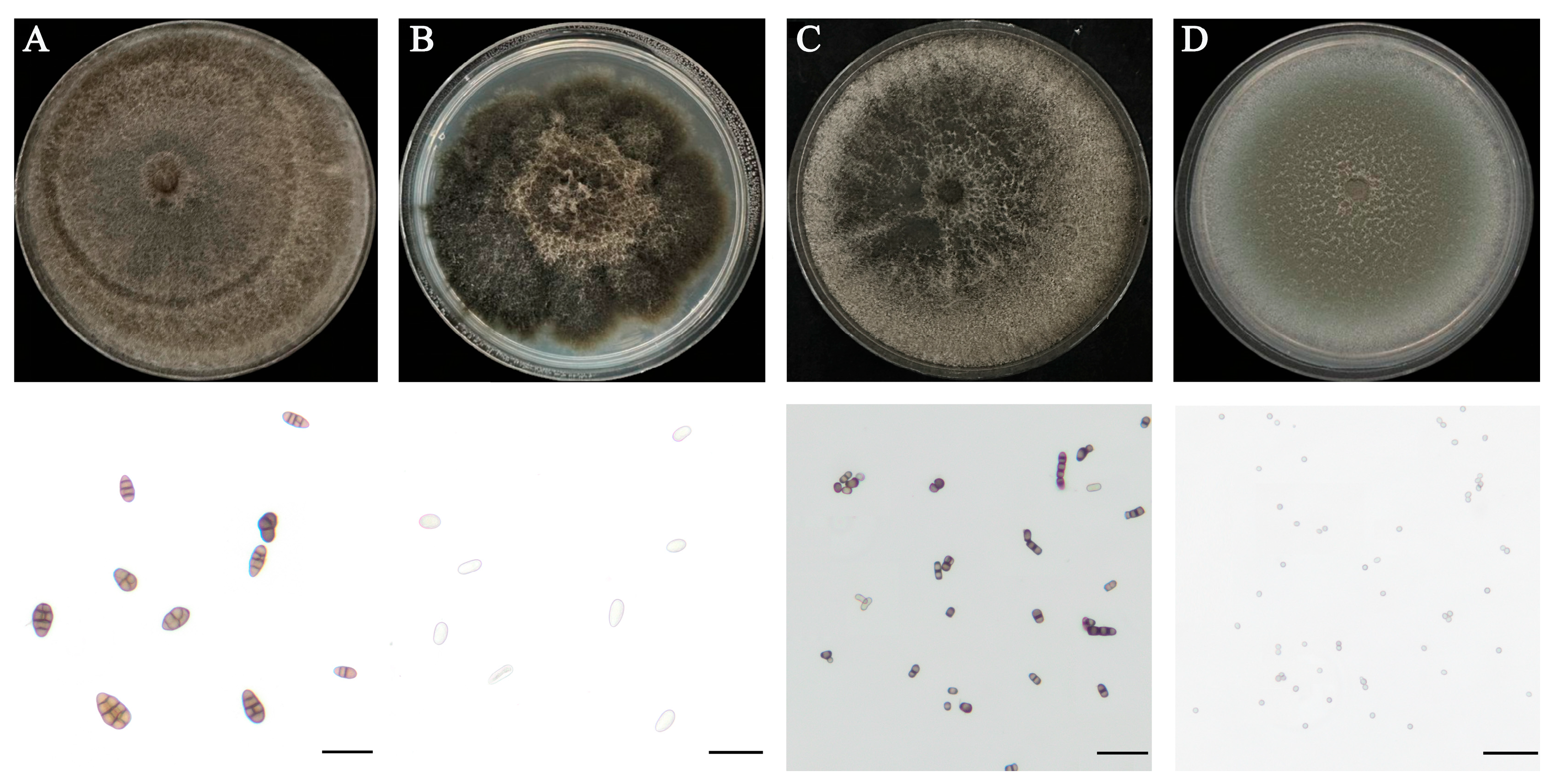 Identification and Multigene Phylogenetic Analysis Reveal Alternaria as ...