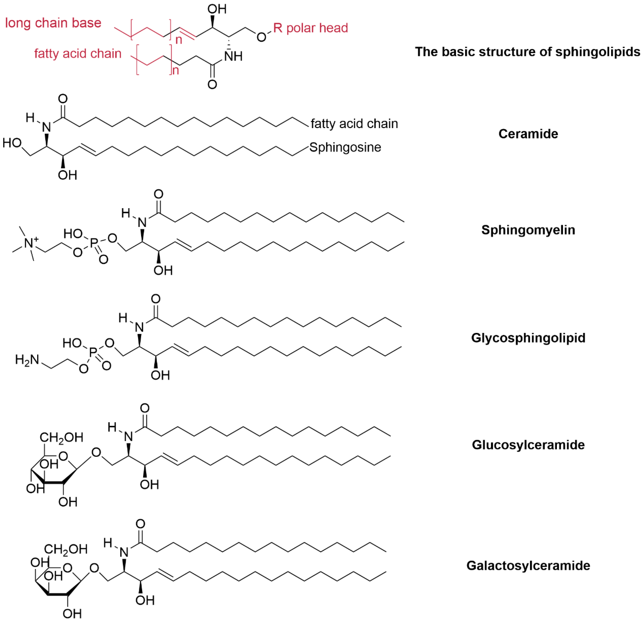 Fungal Sphingolipids: Biosynthesis Pathways, Structural Features and ...