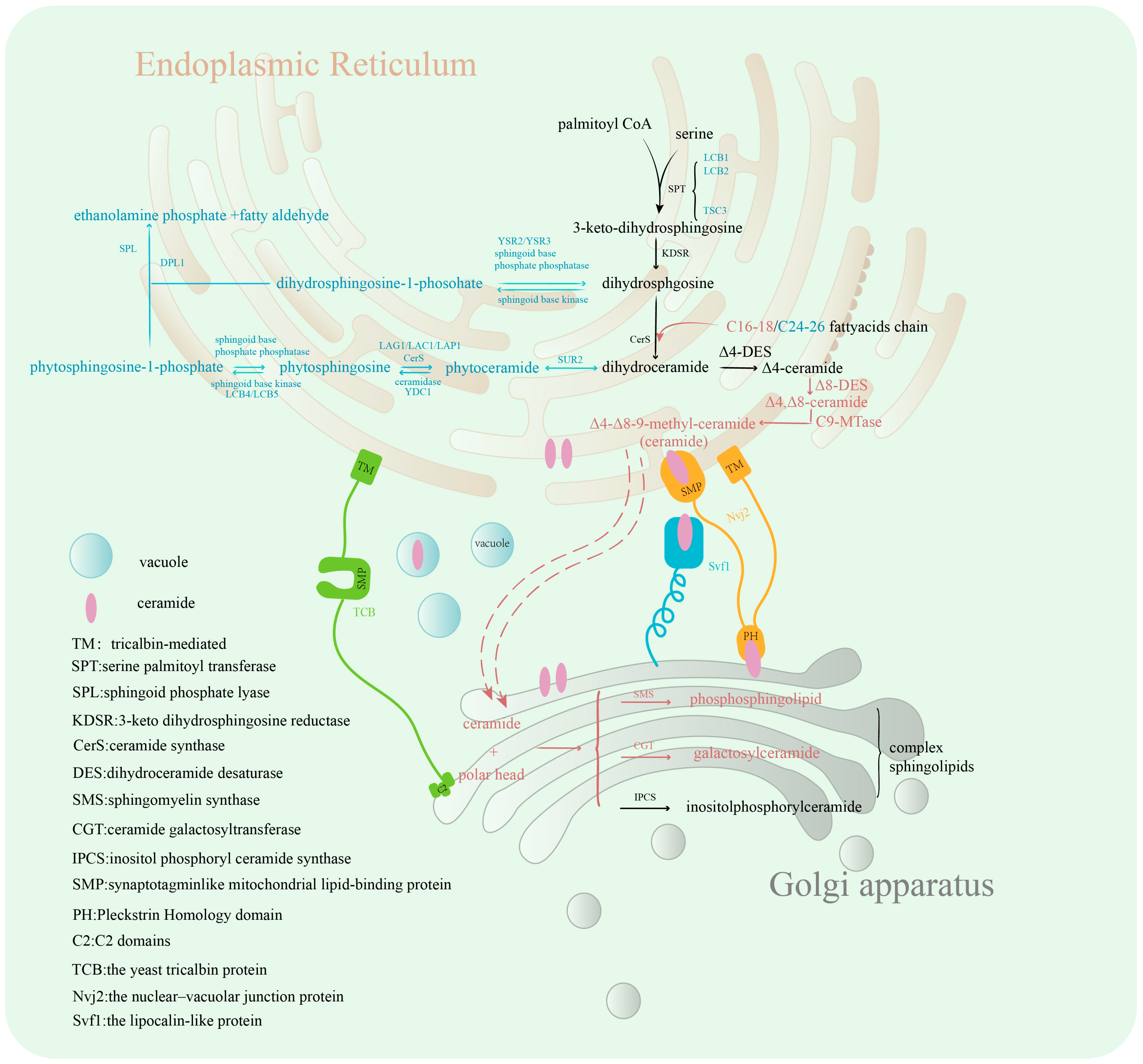 Fungal Sphingolipids: Biosynthesis Pathways, Structural Features and ...