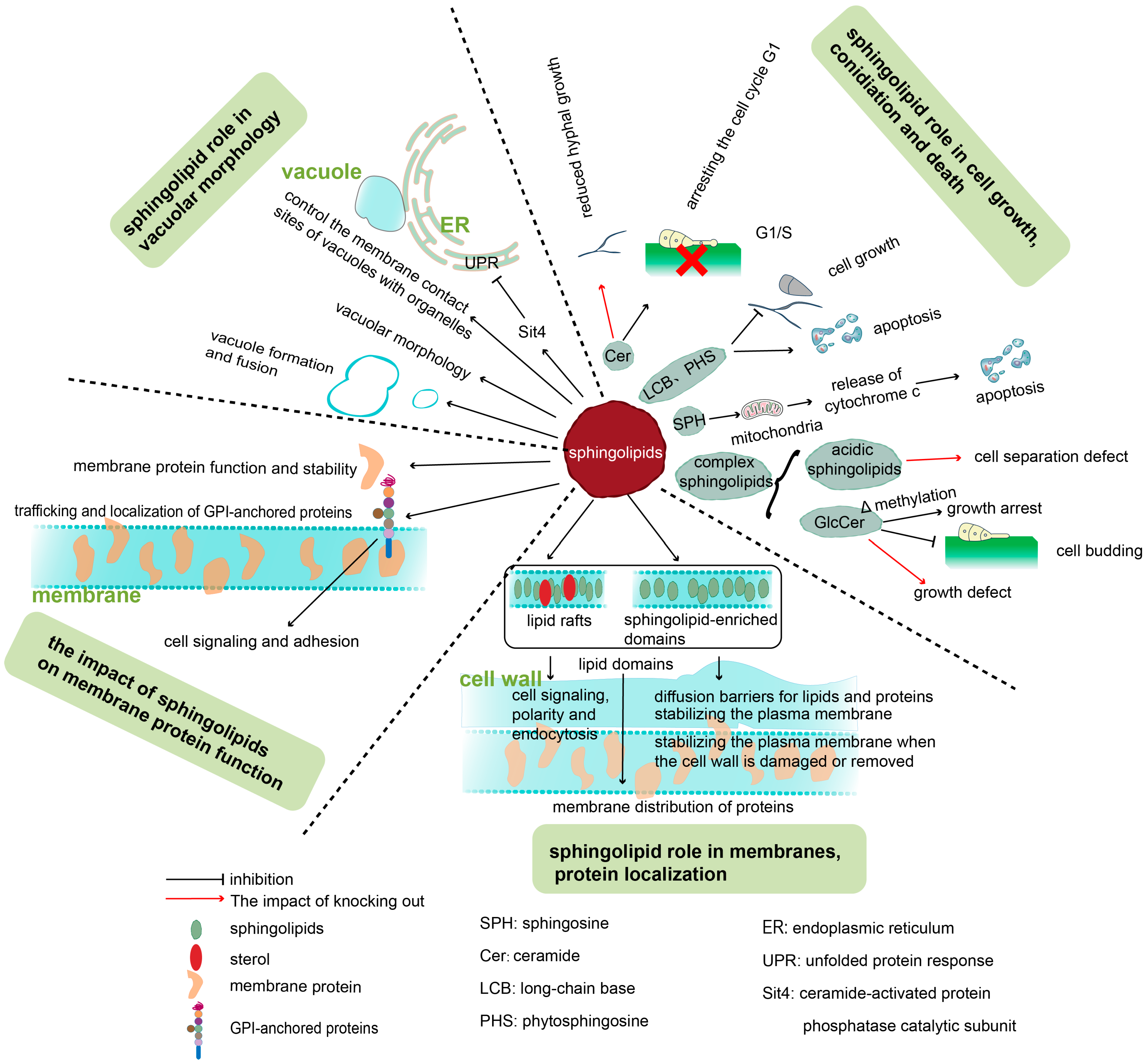 Fungal Sphingolipids: Biosynthesis Pathways, Structural Features and ...