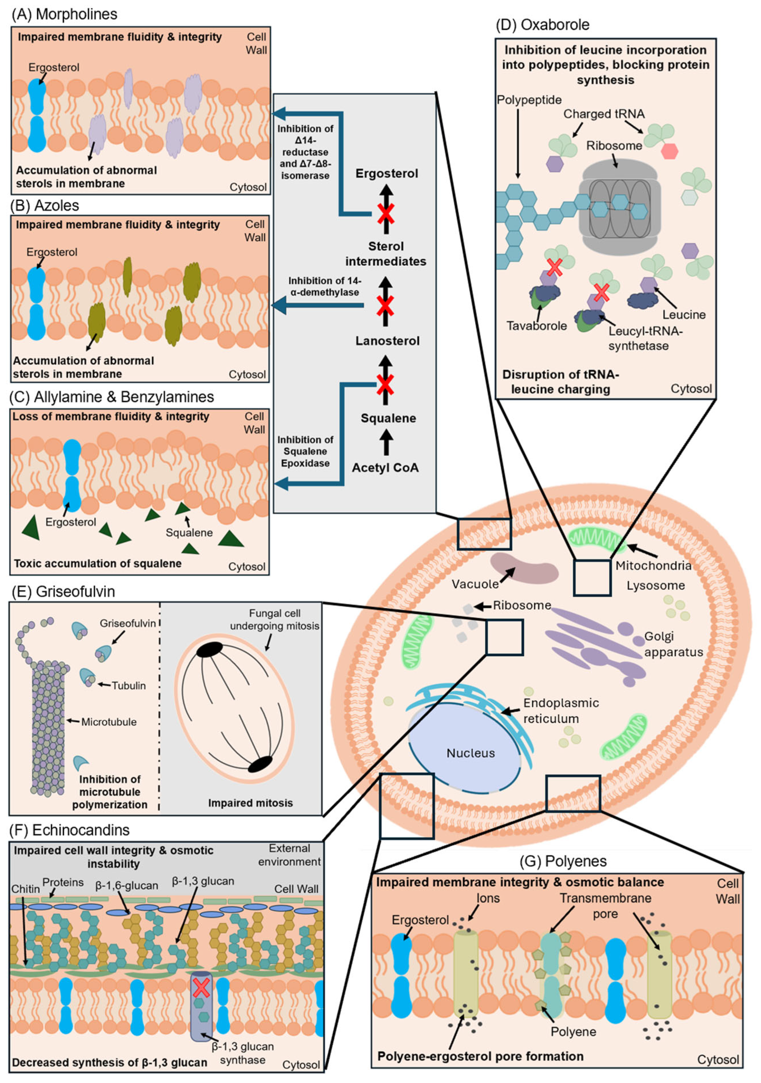 New and Investigational Treatment Options for Dermatomycosis in the Era ...