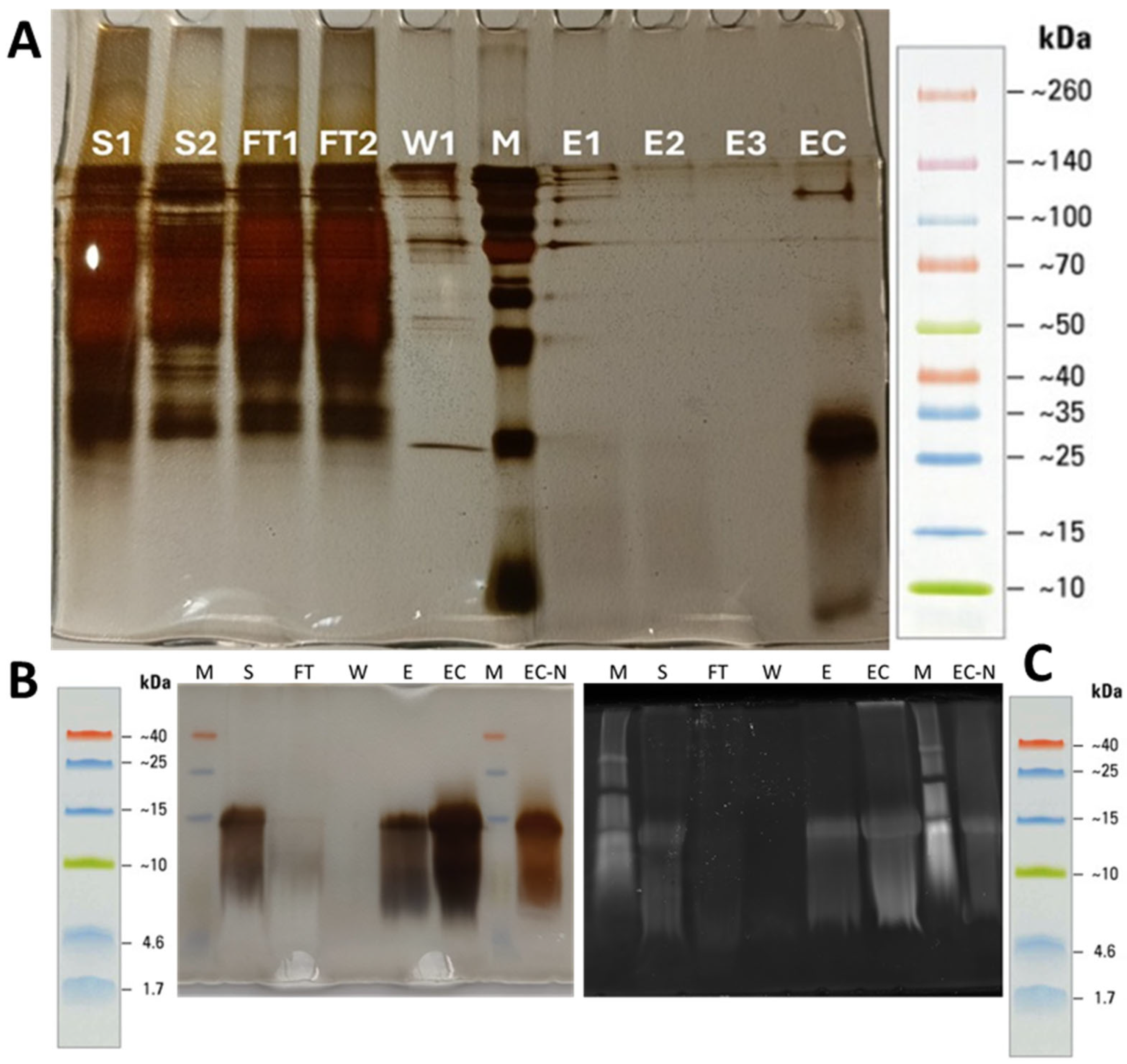Functional Characterization of BbroAFP Reveals Its Pleiotropic ...