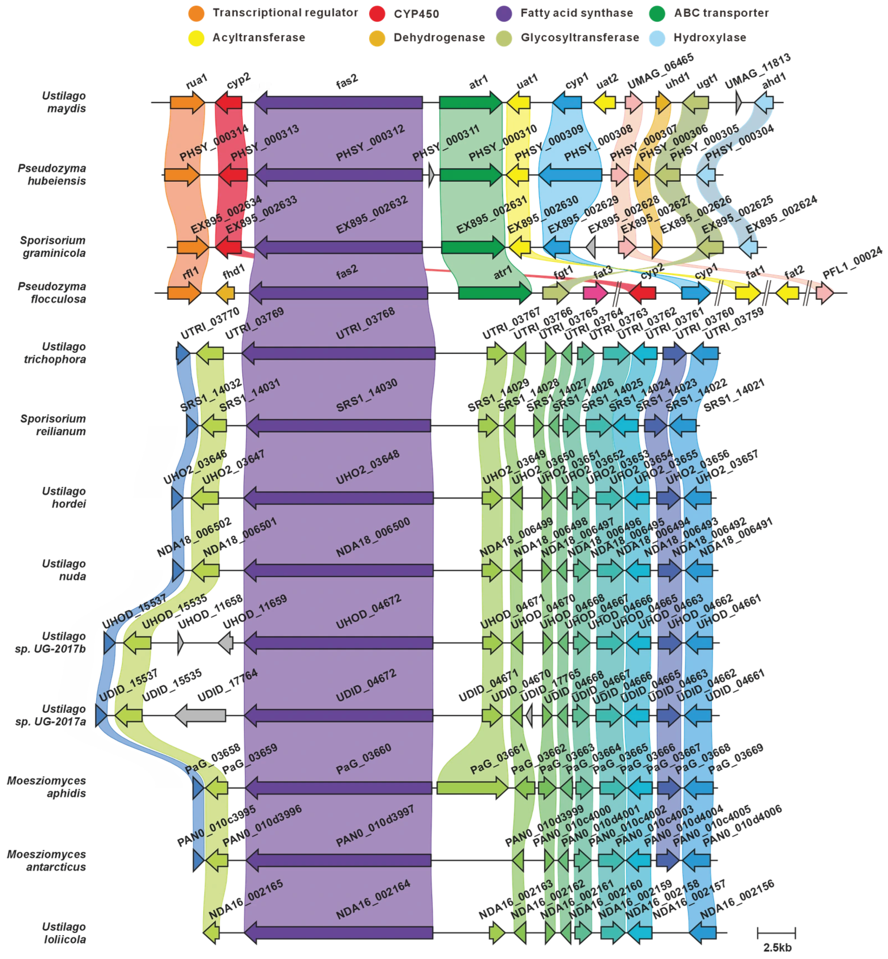 Biosynthetic Gene Cluster Diversity and Species-Specific Metabolic ...