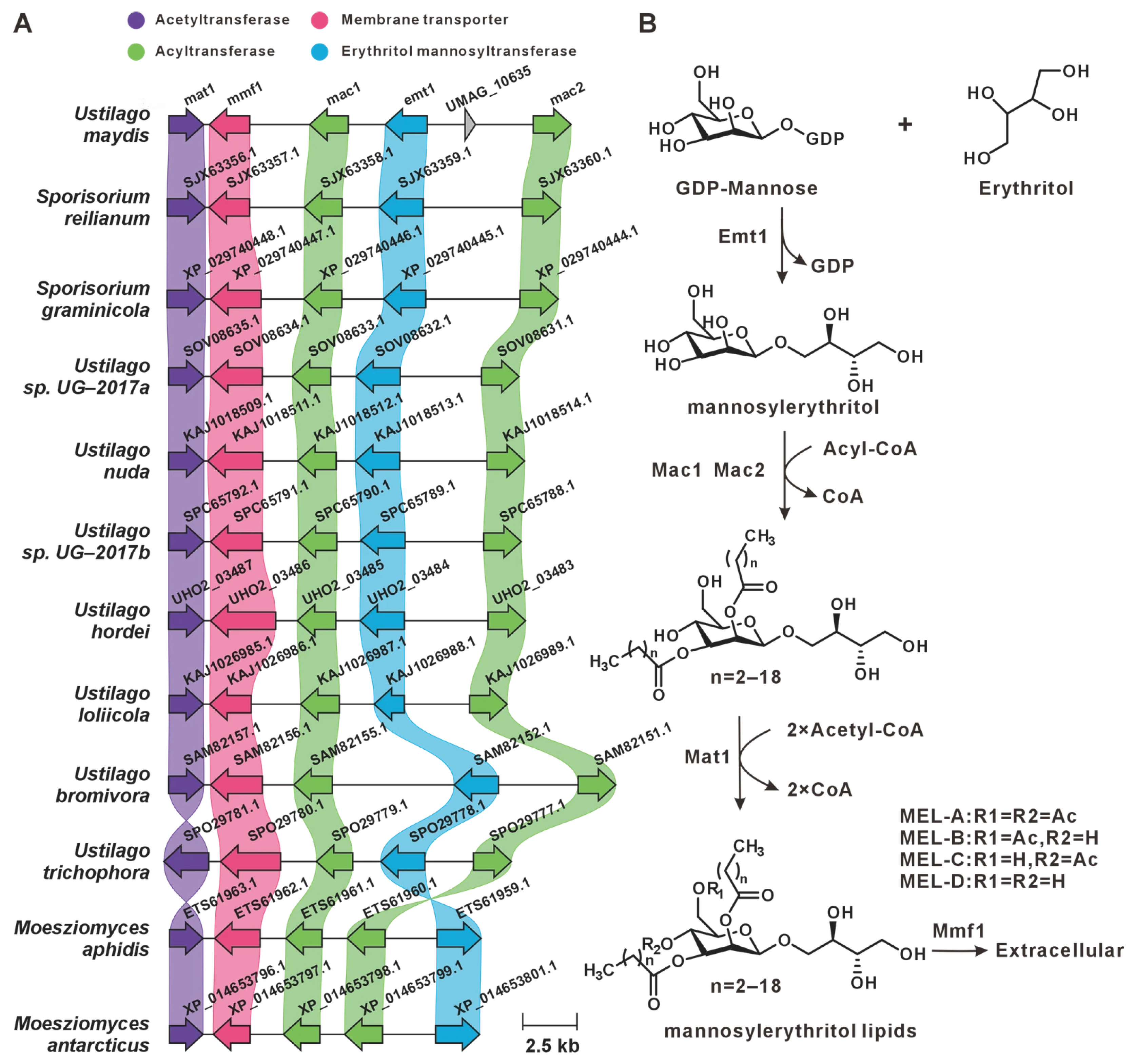 Biosynthetic Gene Cluster Diversity and Species-Specific Metabolic ...