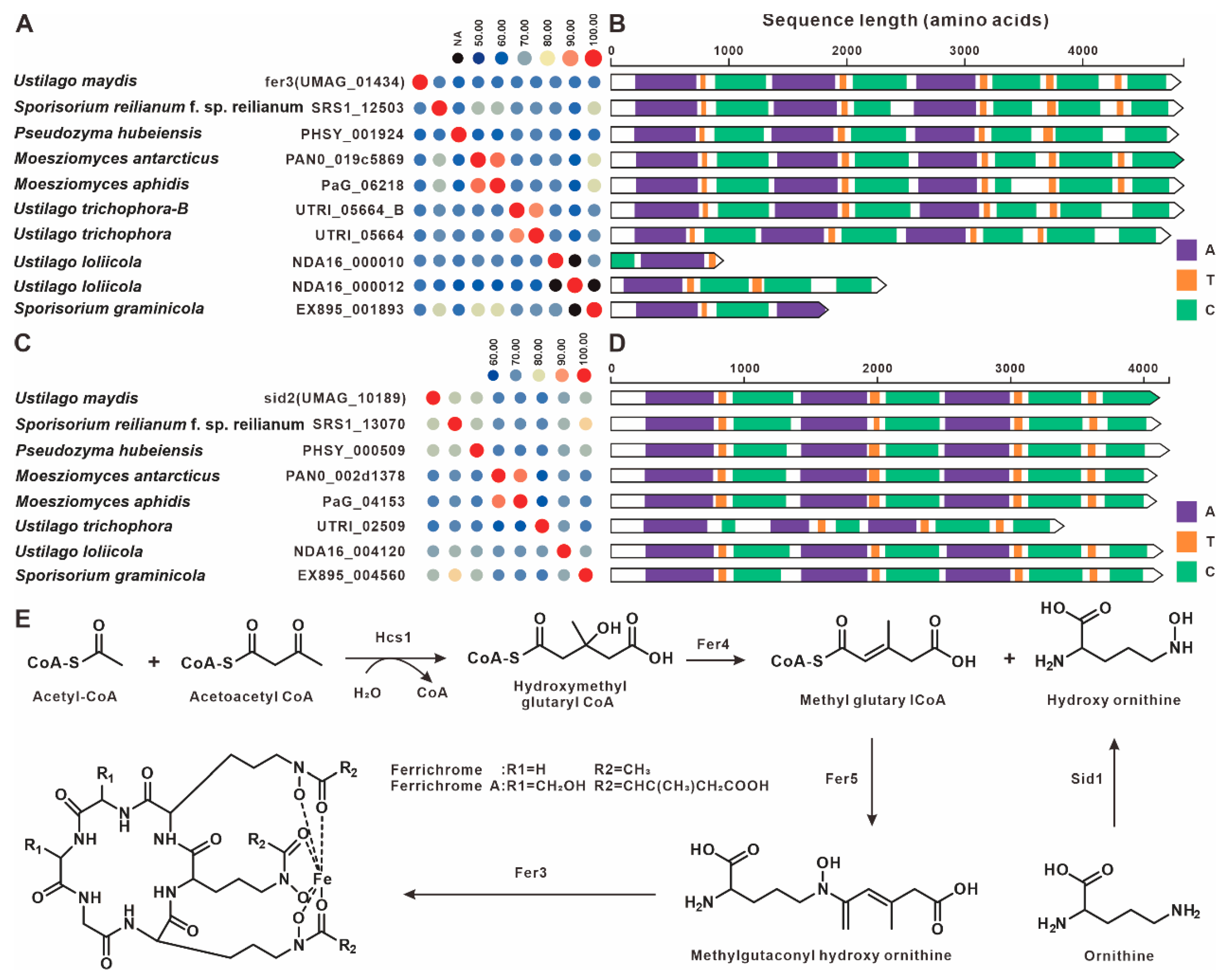 Biosynthetic Gene Cluster Diversity and Species-Specific Metabolic ...