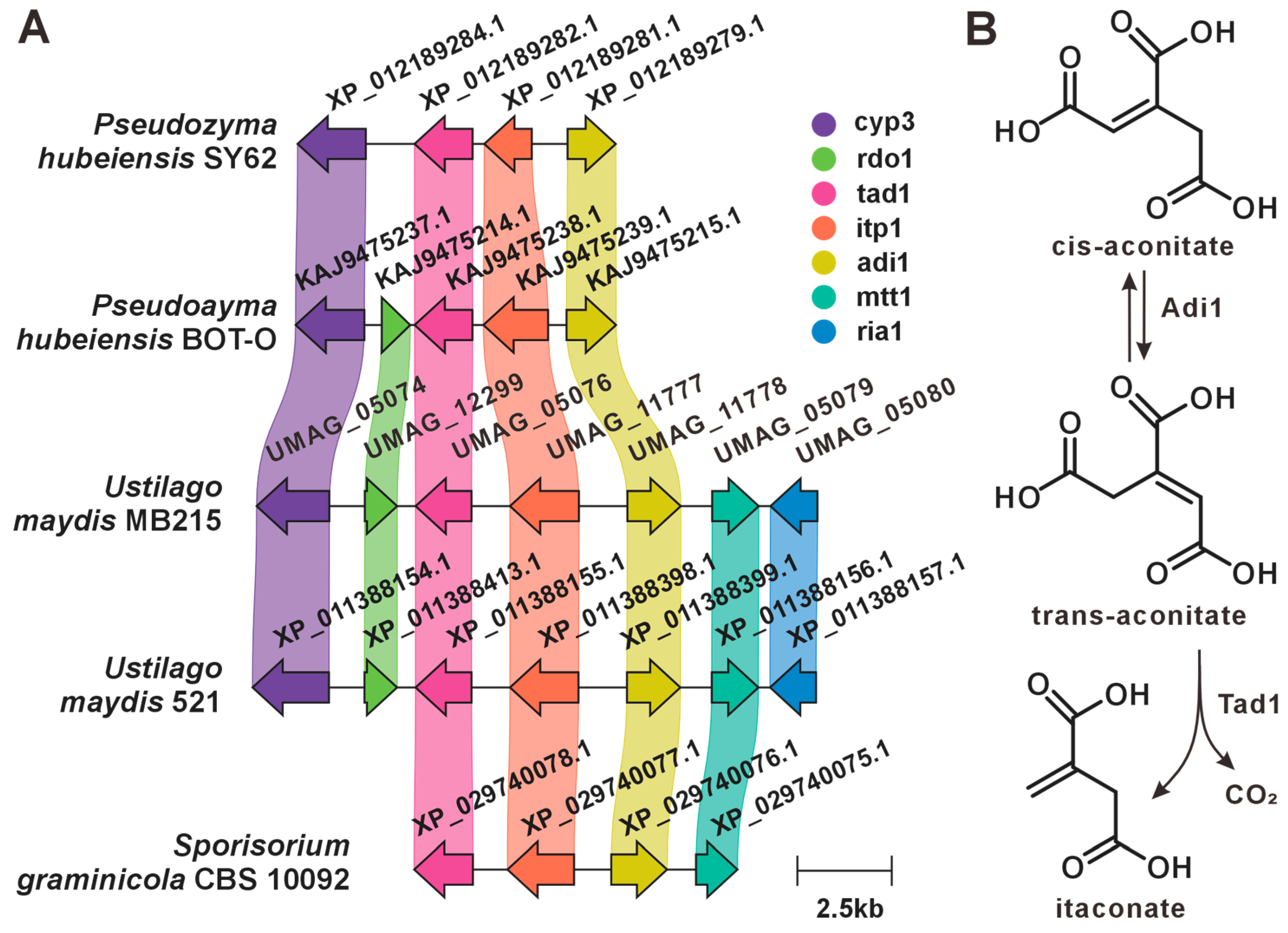 Biosynthetic Gene Cluster Diversity and Species-Specific Metabolic ...
