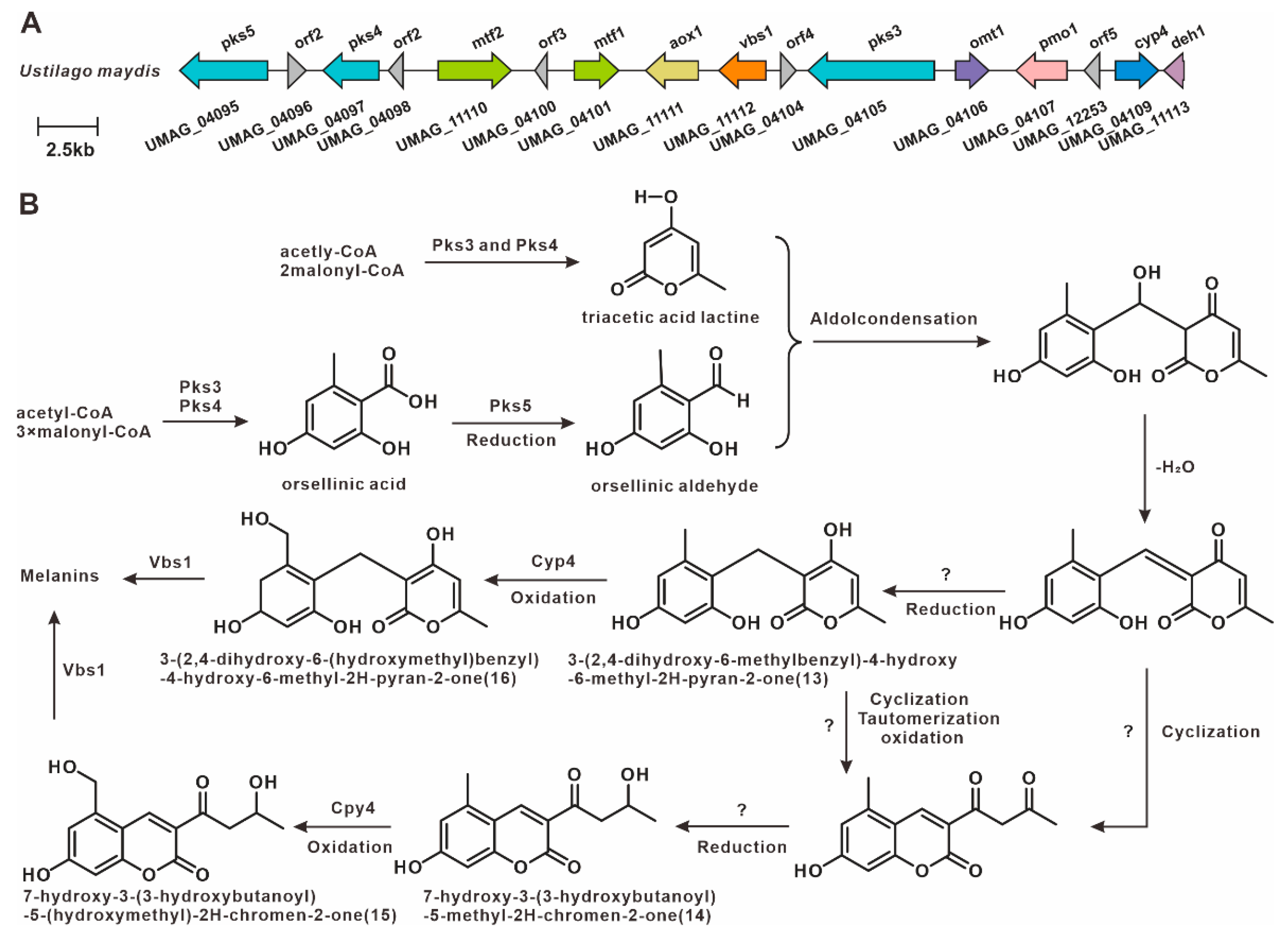 Biosynthetic Gene Cluster Diversity and Species-Specific Metabolic ...