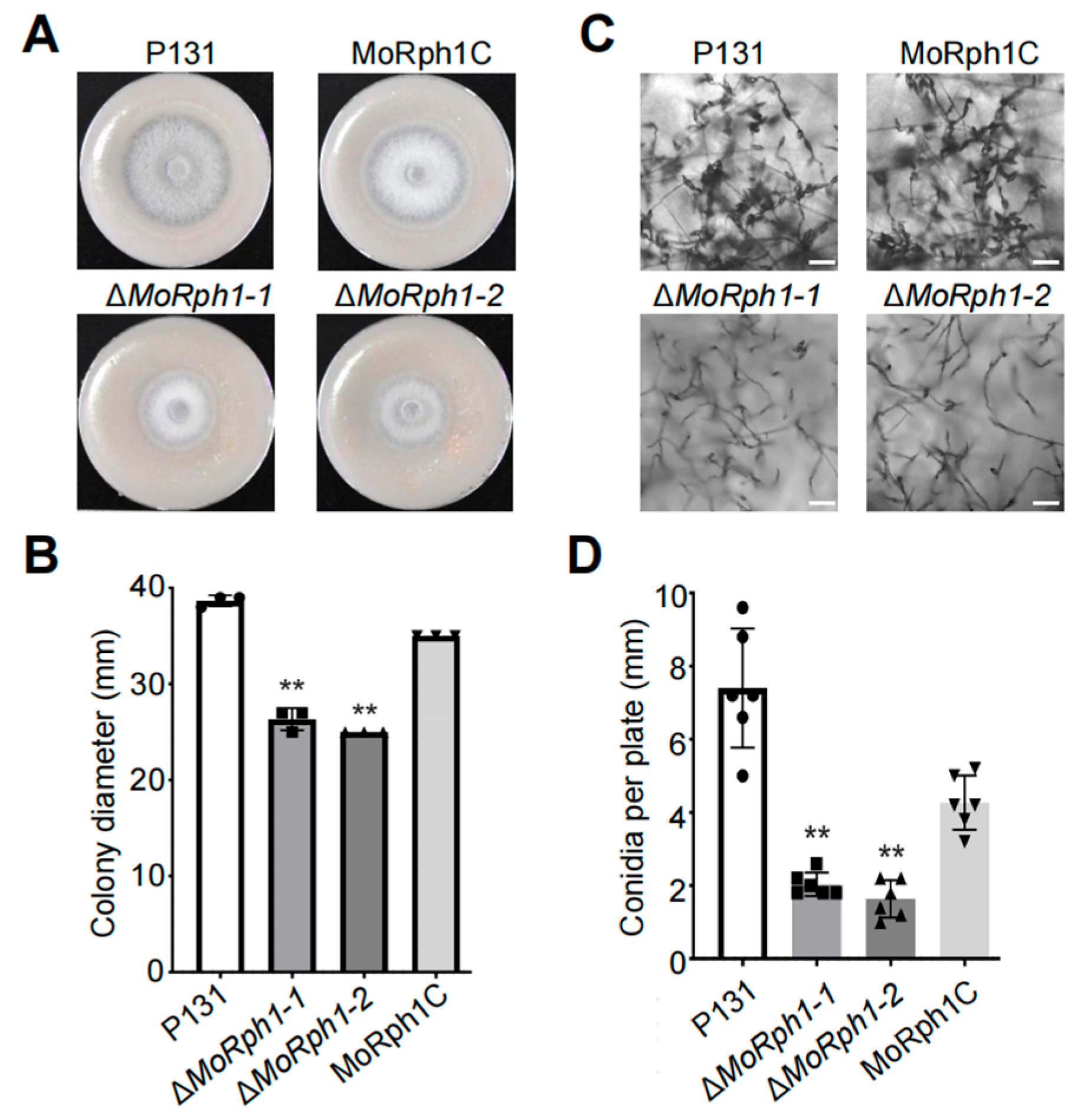 Histone Demethylase MoRph1 Regulates Fungal Development, Pathogenicity ...