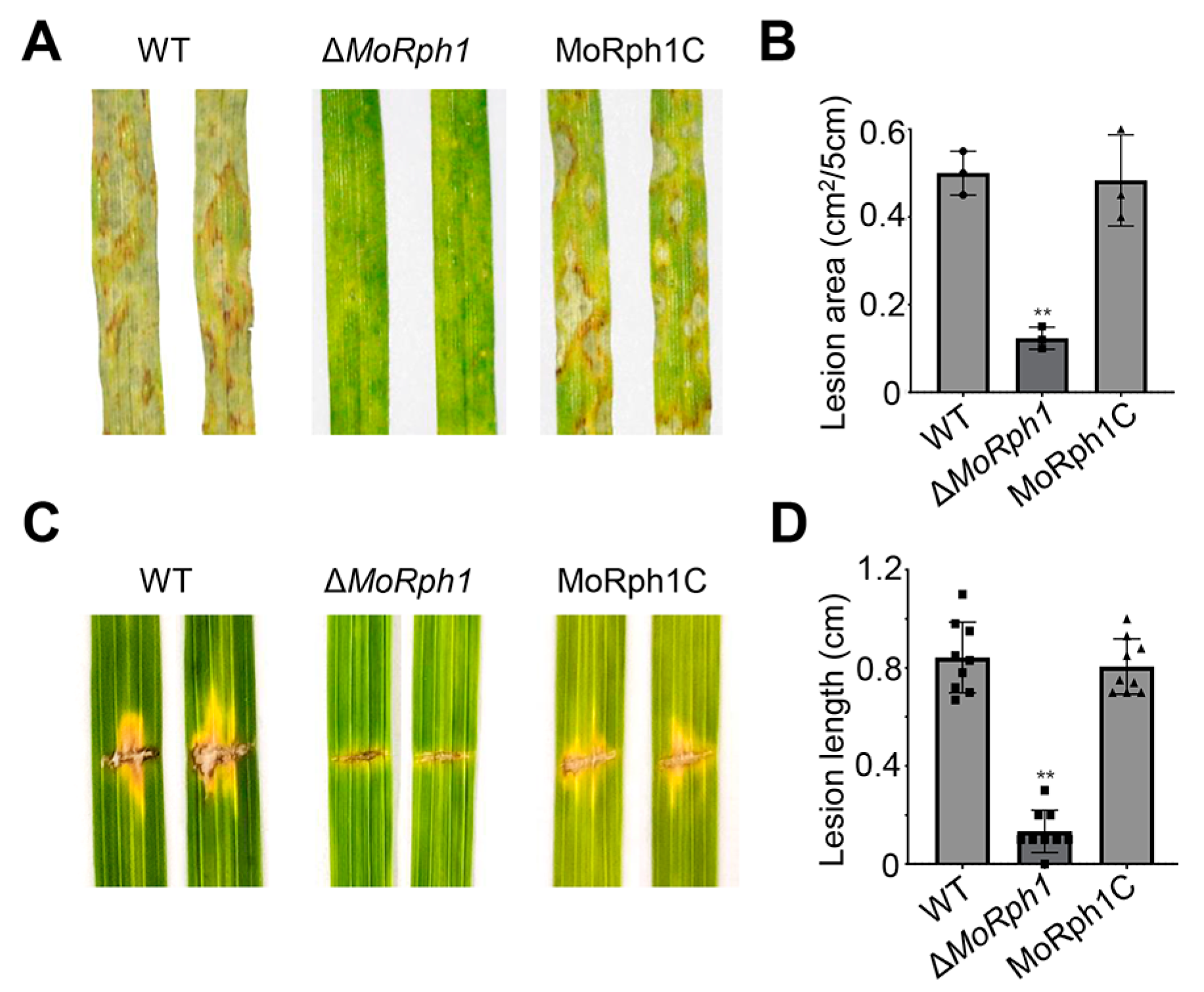Histone Demethylase MoRph1 Regulates Fungal Development, Pathogenicity ...