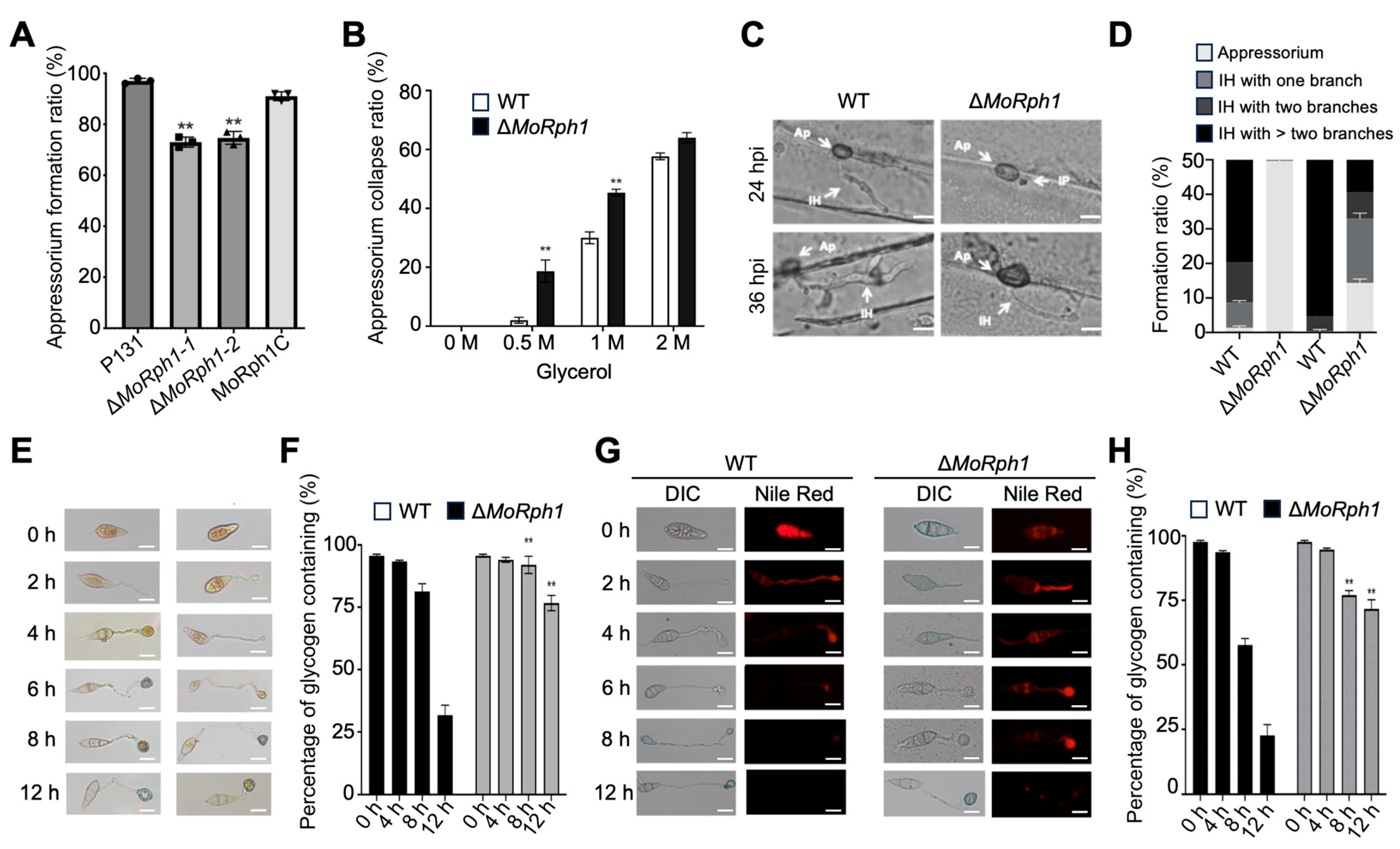 Histone Demethylase MoRph1 Regulates Fungal Development, Pathogenicity ...