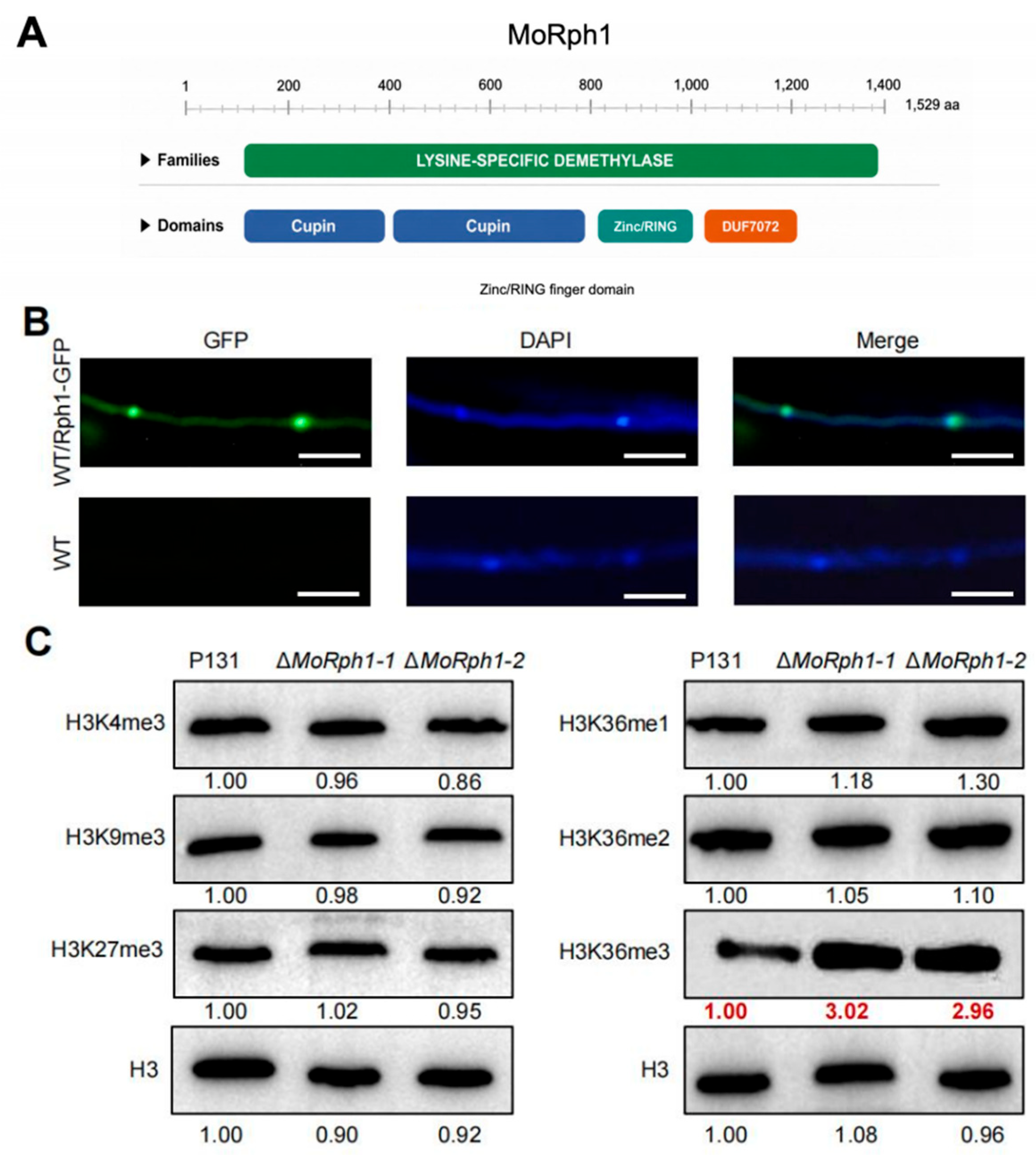 Histone Demethylase MoRph1 Regulates Fungal Development, Pathogenicity ...