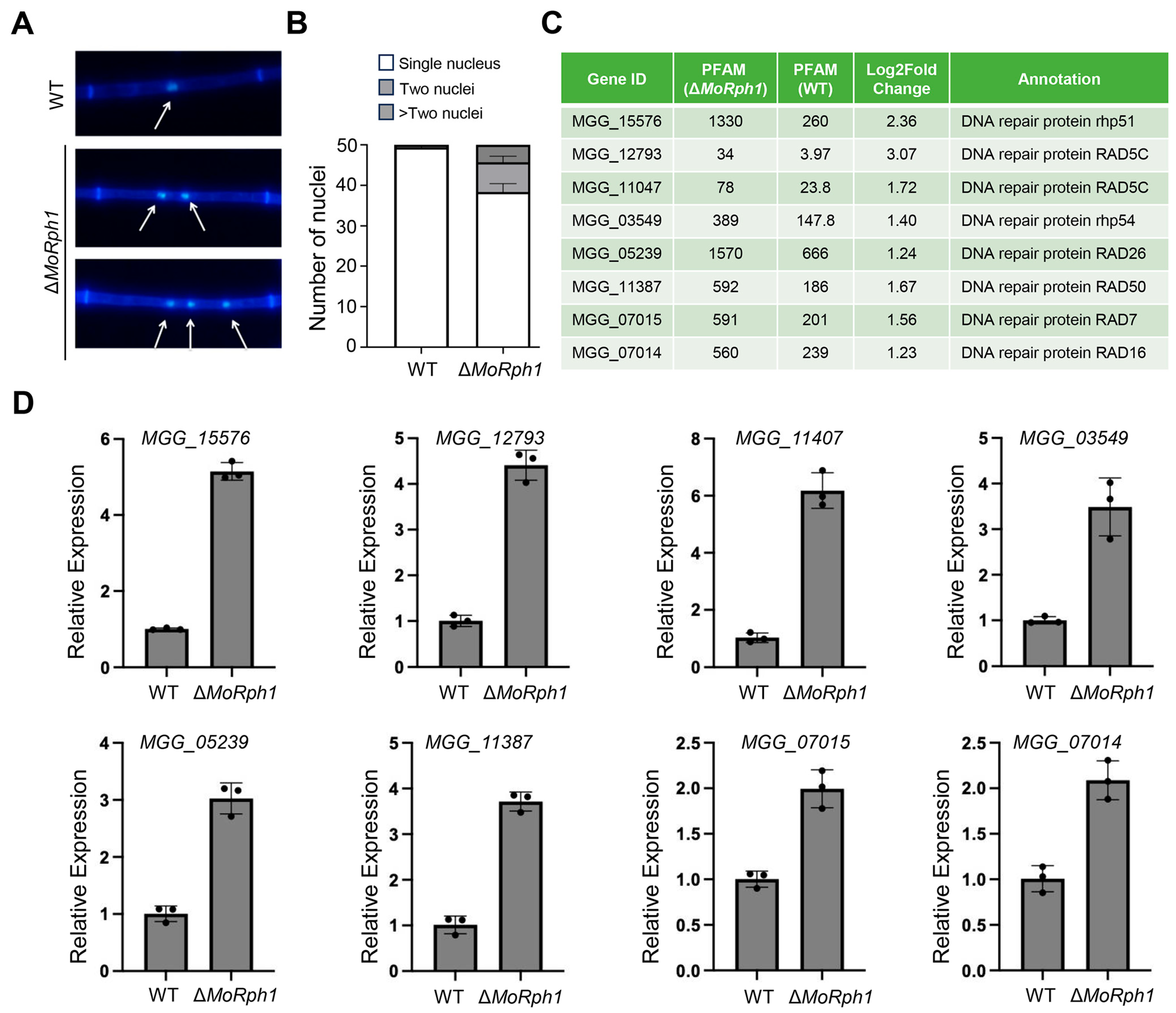 Histone Demethylase MoRph1 Regulates Fungal Development, Pathogenicity ...
