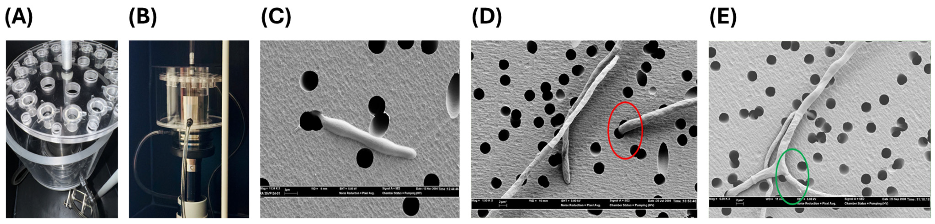 Differential Thigmotropic Capacities Among Fusarial Isolates: Fusarium ...