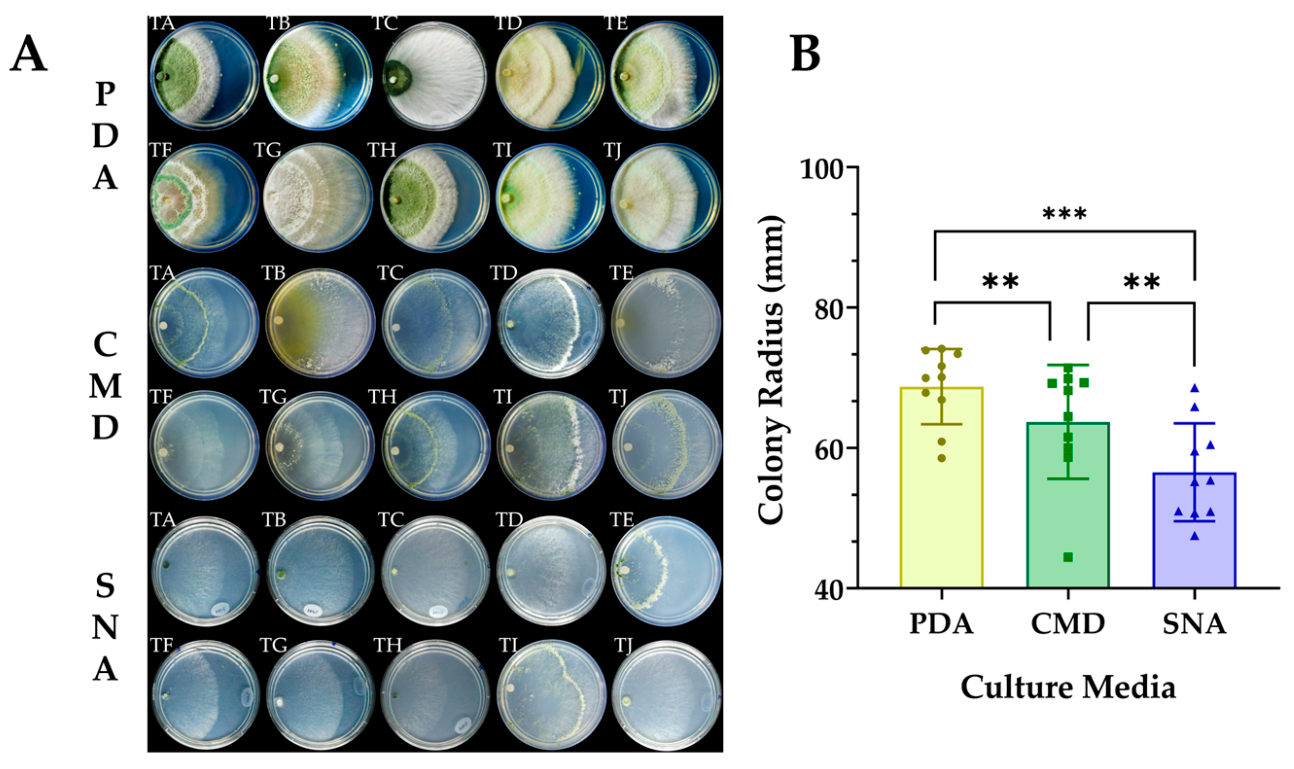 Trichoderma spp. Associated with Teosinte (Zea mays spp. mexicana ...