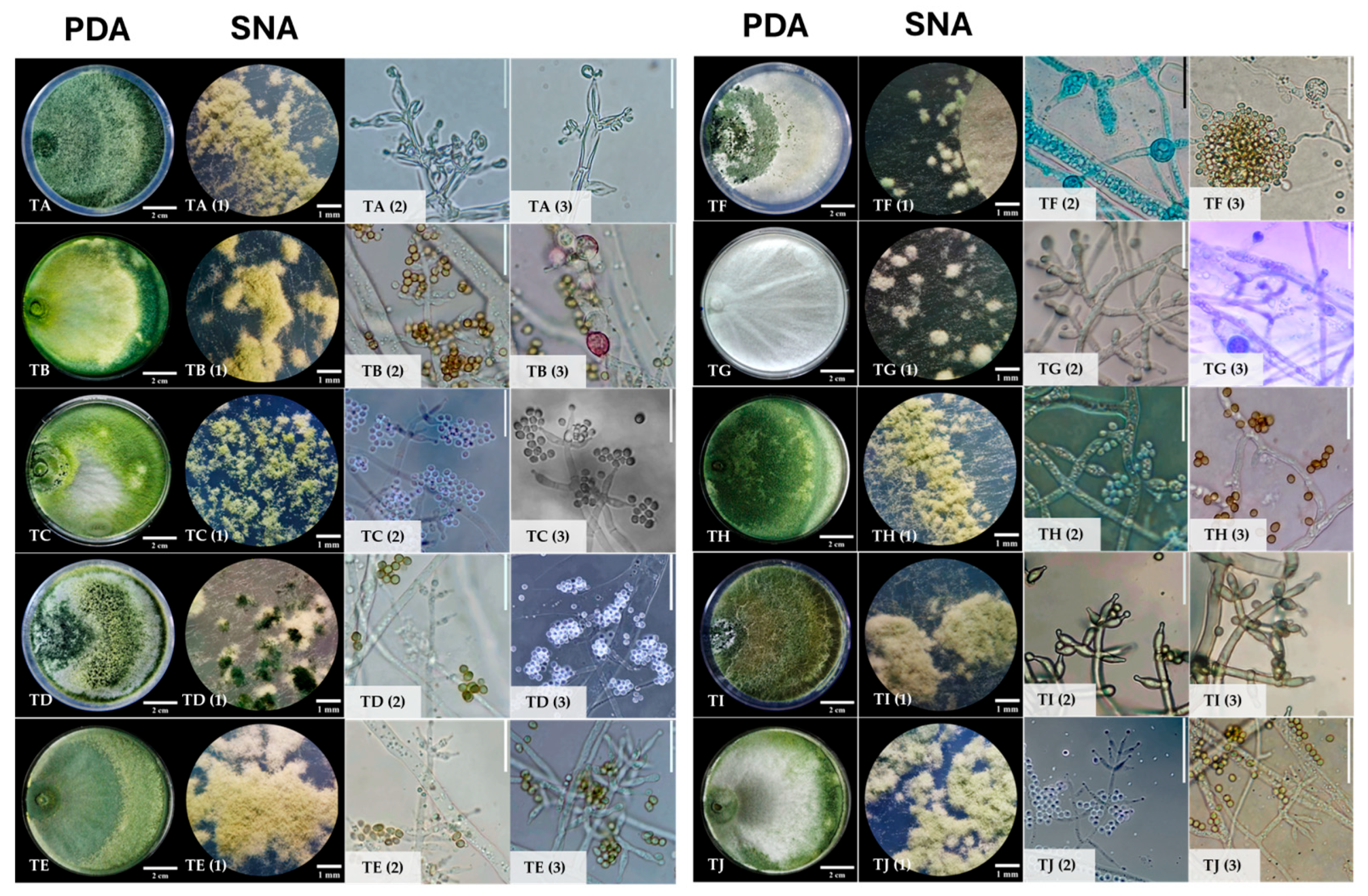 Trichoderma spp. Associated with Teosinte (Zea mays spp. mexicana ...