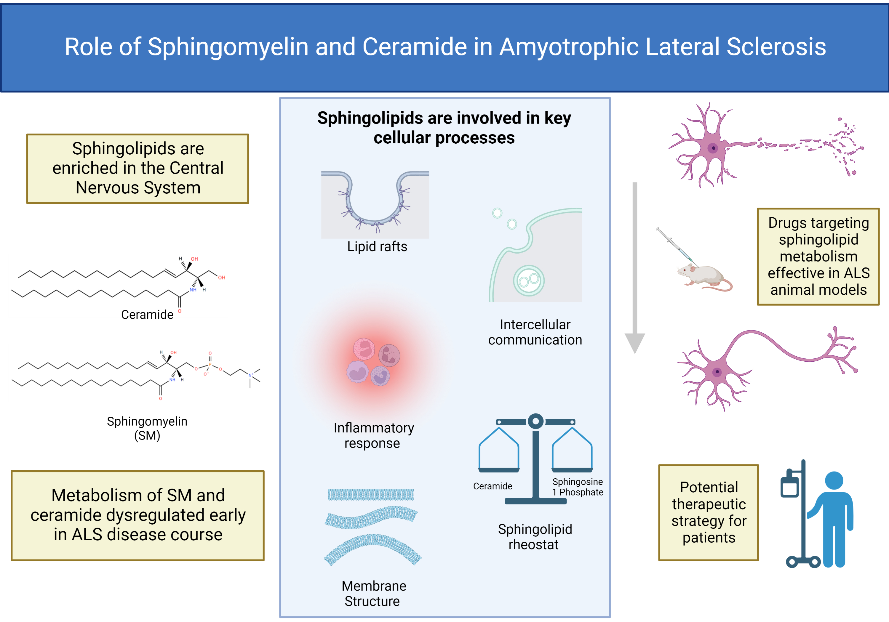 The Role Of Sphingomyelin And Ceramide In Motor Neuron Diseases The Role Of Sphingomyelin And Ceramide In Motor Neuron Diseases