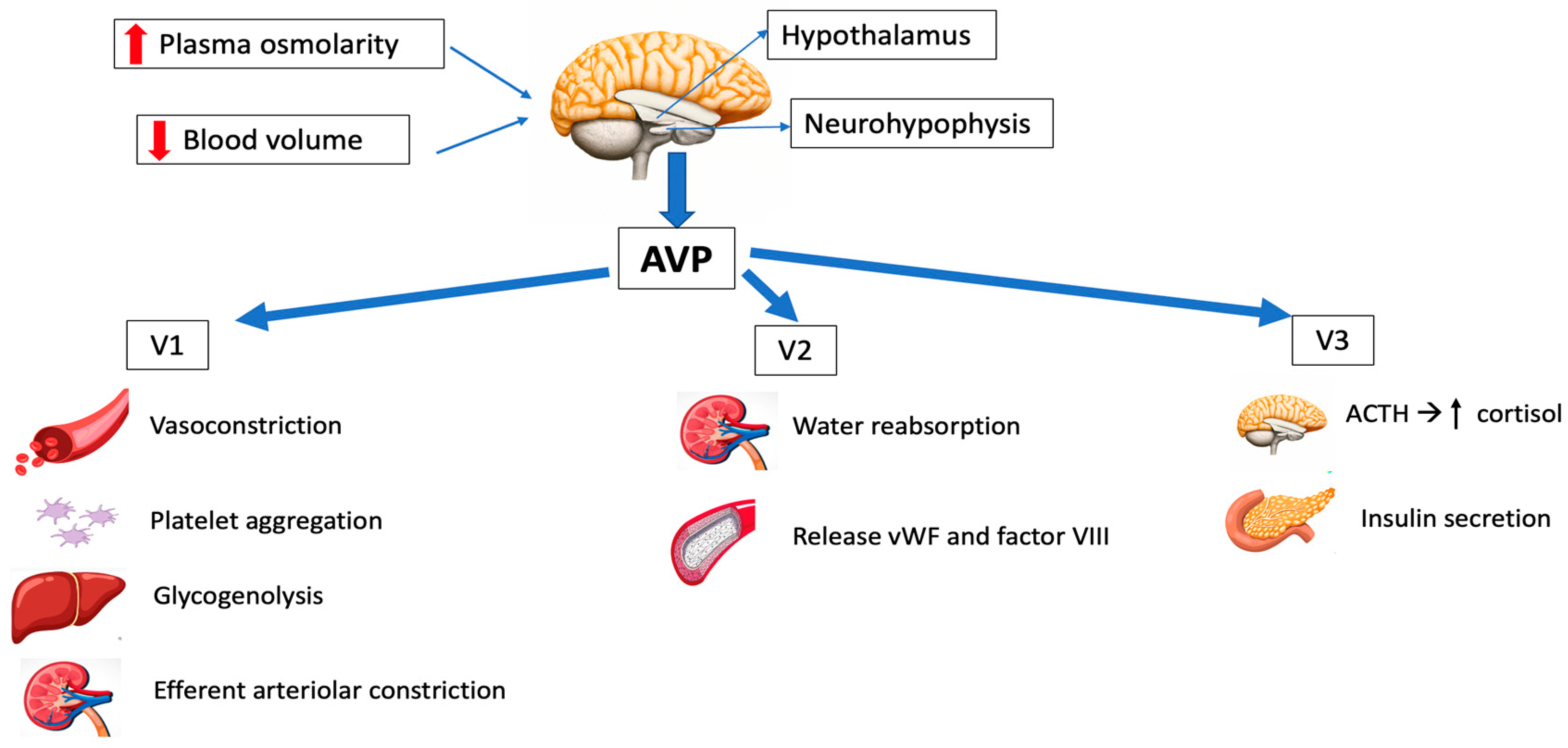 Vasopressine Vasopressine