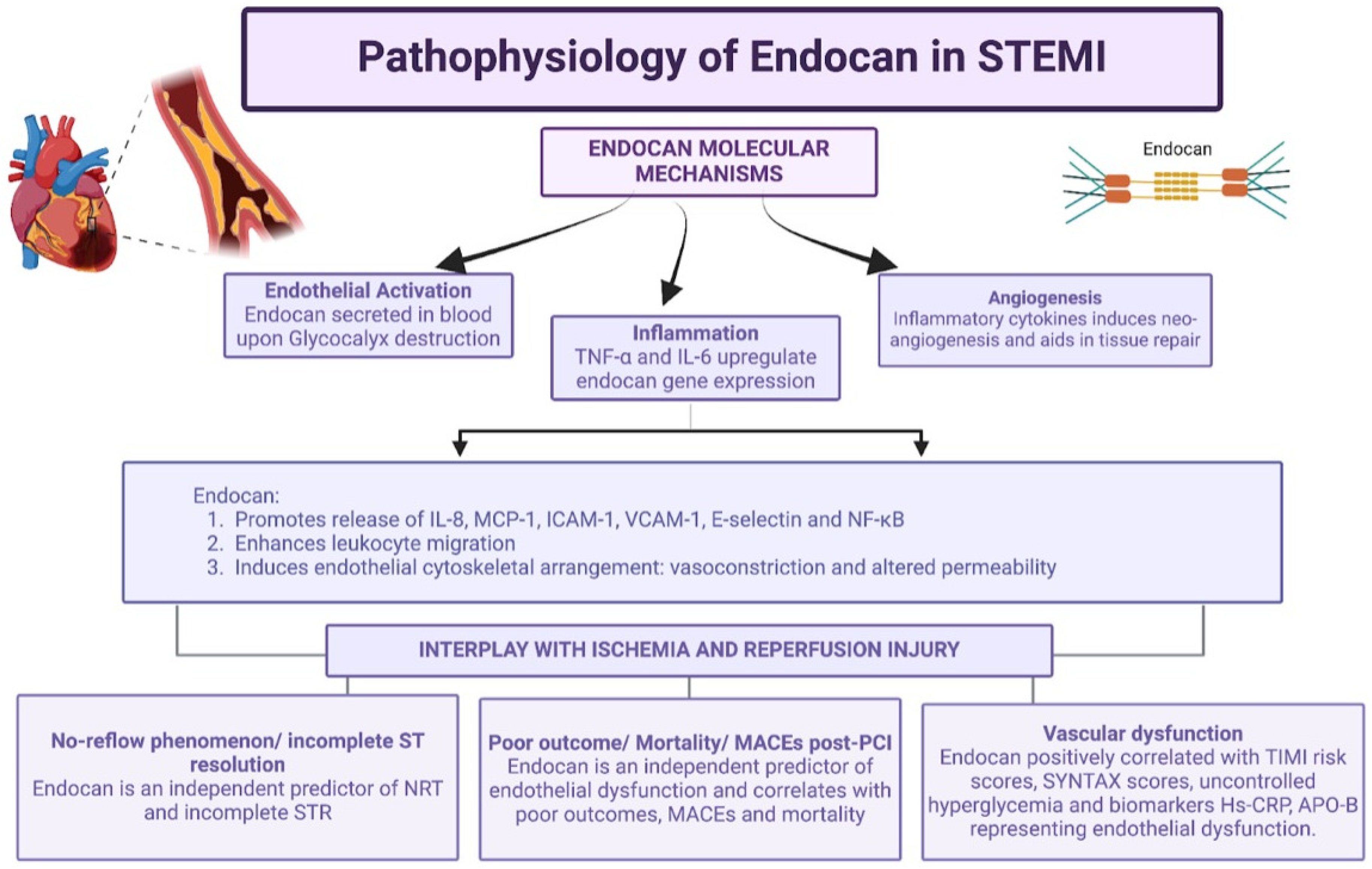Endocan as a Novel Biomarker for Endothelial Dysfunction and ...