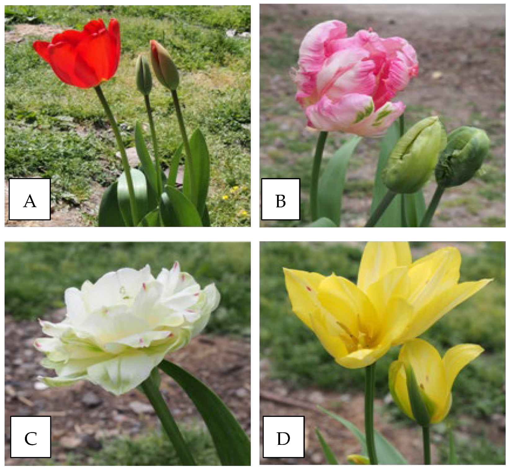 Experiencing Biodiversity in Upper Secondary Education and Botanical ...