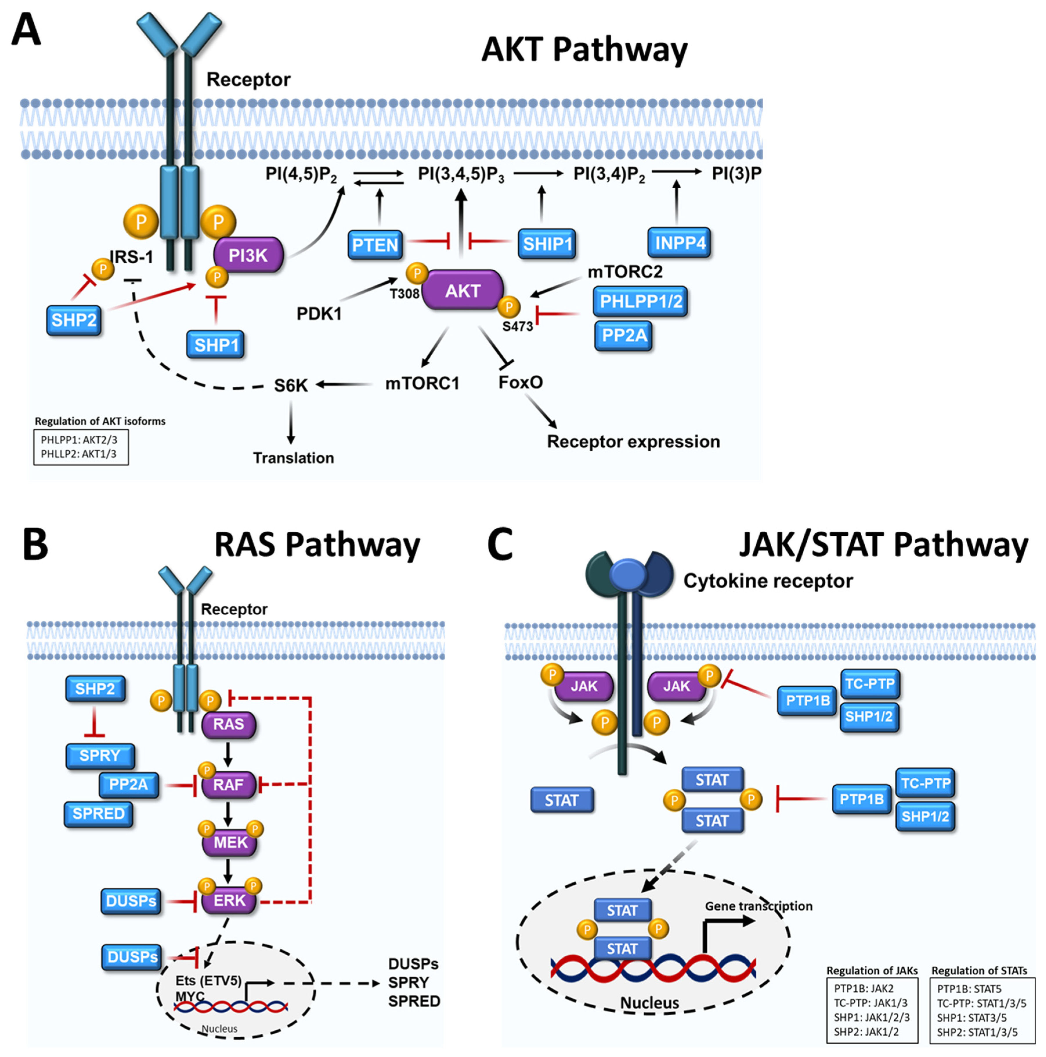Balancing the Edge: Phosphatases as Homeostatic Buffers of Oncogenic ...