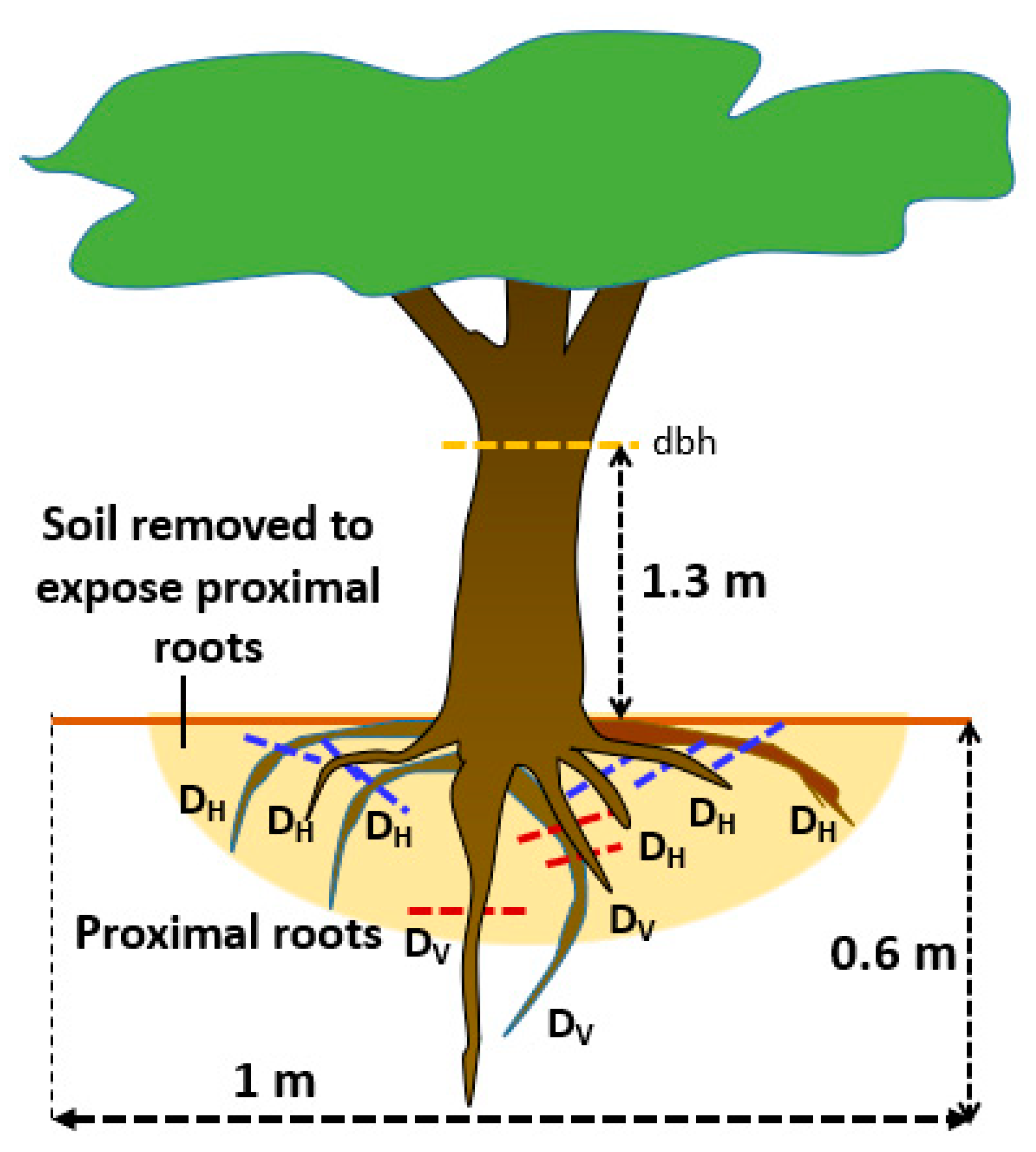 Tree Root Diagram Tree Root Diagram