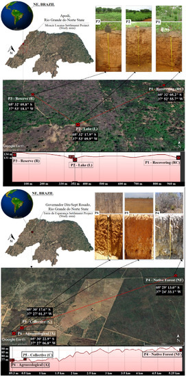 Clay Fraction Mineralogy and Structural Soil Attributes of Two Soil ...