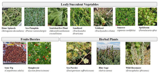 Opportunities and Challenges of Indigenous Food Plant Farmers in ...