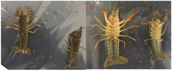 Comparative Analysis Of The Intermolt And Postmolt Hepatopancreas
