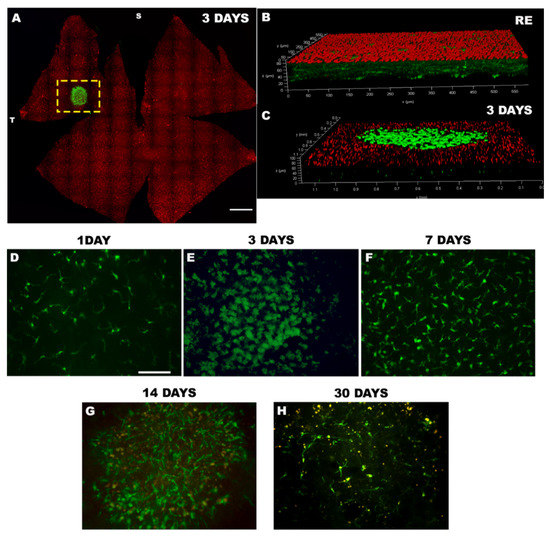 Animal Models of LED-Induced Phototoxicity. Short- and Long-Term In ...