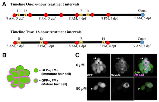 Evaluating the Death and Recovery of Lateral Line Hair Cells Following ...