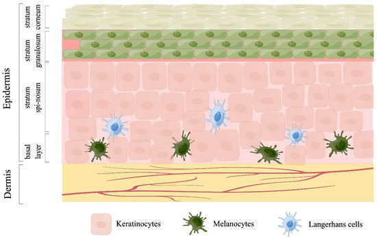 Identification of Cell Markers and Their Expression Patterns in Skin ...