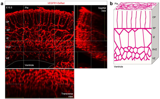 Life | Free Full-Text | Computational Model Exploring Characteristic ...