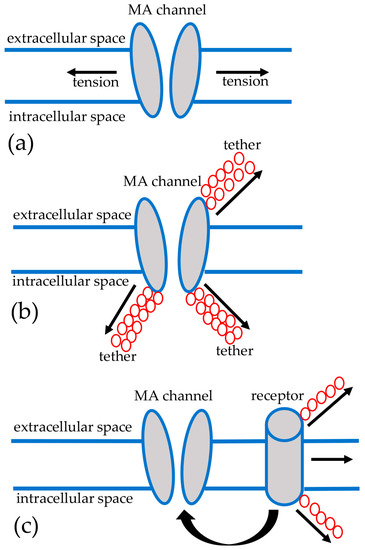 Mechanotransduction for Muscle Protein Synthesis via Mechanically ...