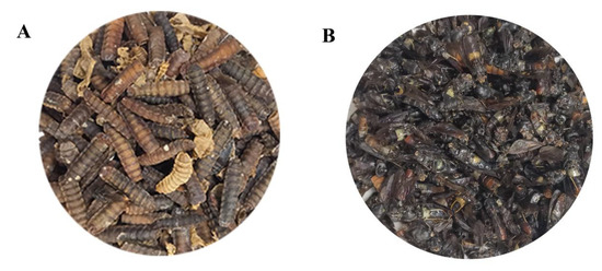 Extraction of Chitin from Black Soldier Fly (Hermetia illucens) and Its ...