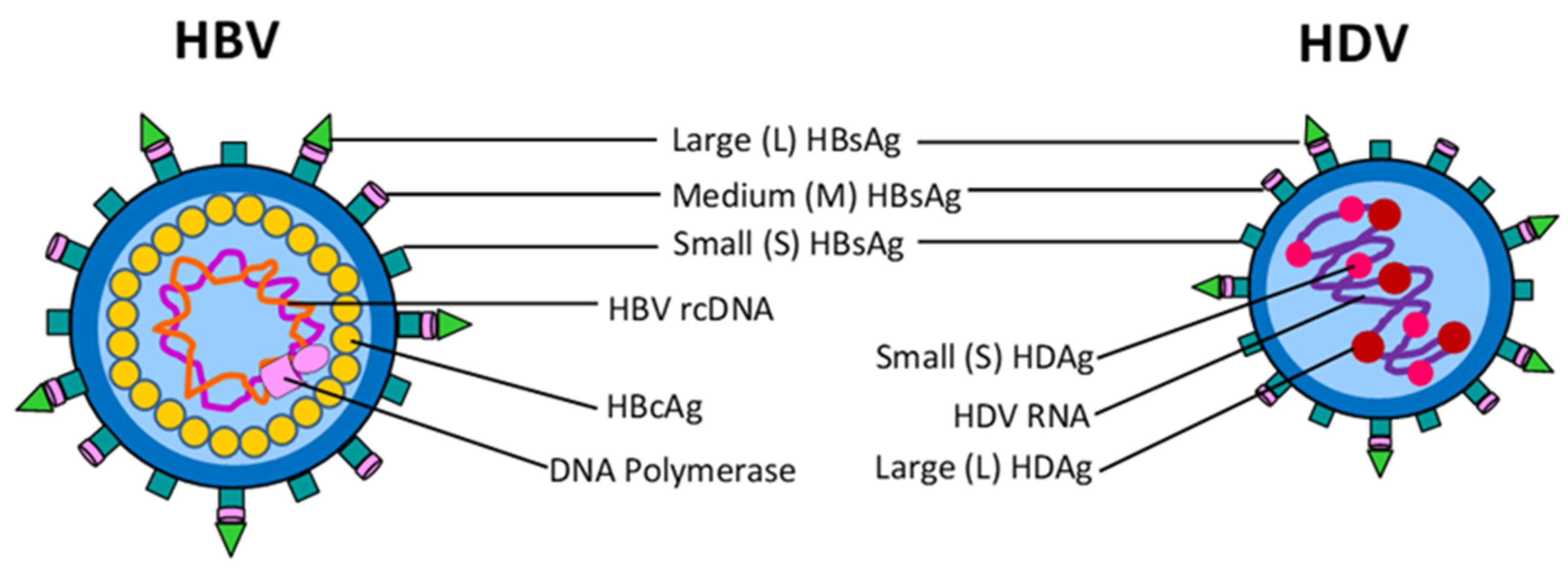 Life Free Full Text Cell Culture Systems For Studying Hepatitis B Life Free Full Text Cell Culture Systems For Studying Hepatitis B