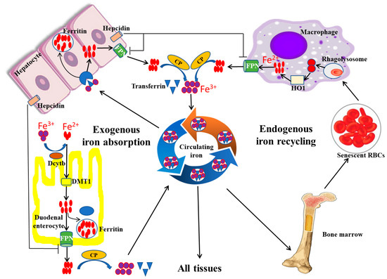 Iron Chelation as a Potential Therapeutic Approach in Acute Lung Injury