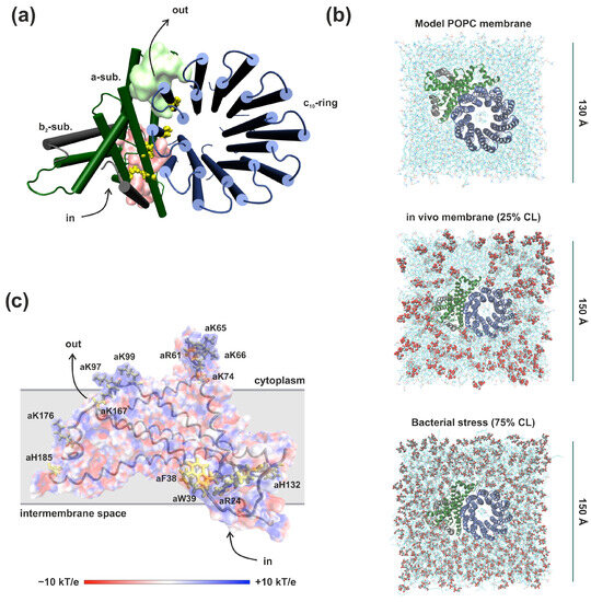 Membrane Lipid Composition Influences the Hydration of Proton Half ...