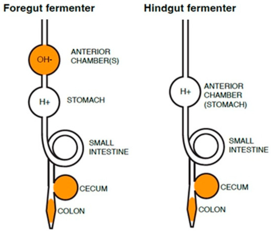 An Alkaline Foregut Protects Herbivores from Latex in Forage, but ...