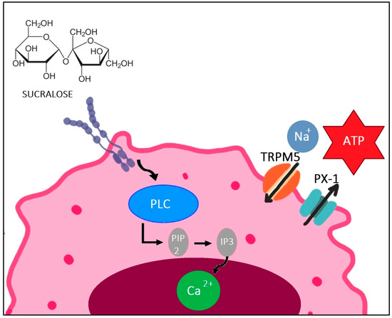 Sucralose: From Sweet Success to Metabolic Controversies—Unraveling the ...