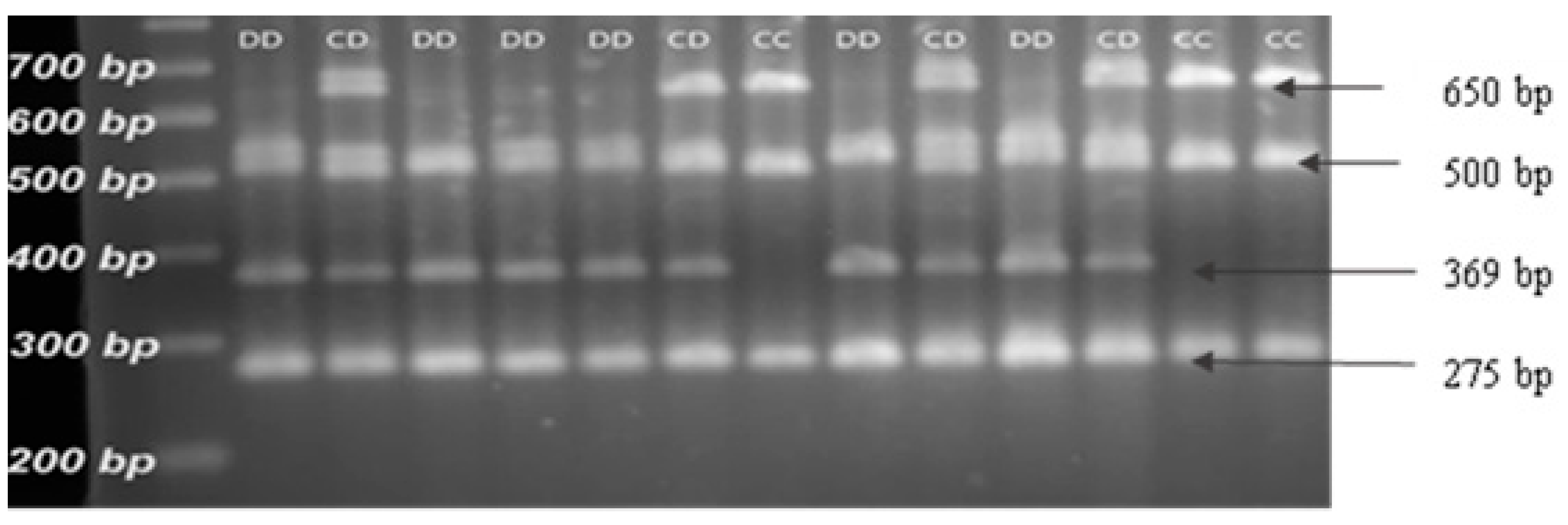 Determining the Presence of a Polymorphism in the Calpastatin (CAST ...