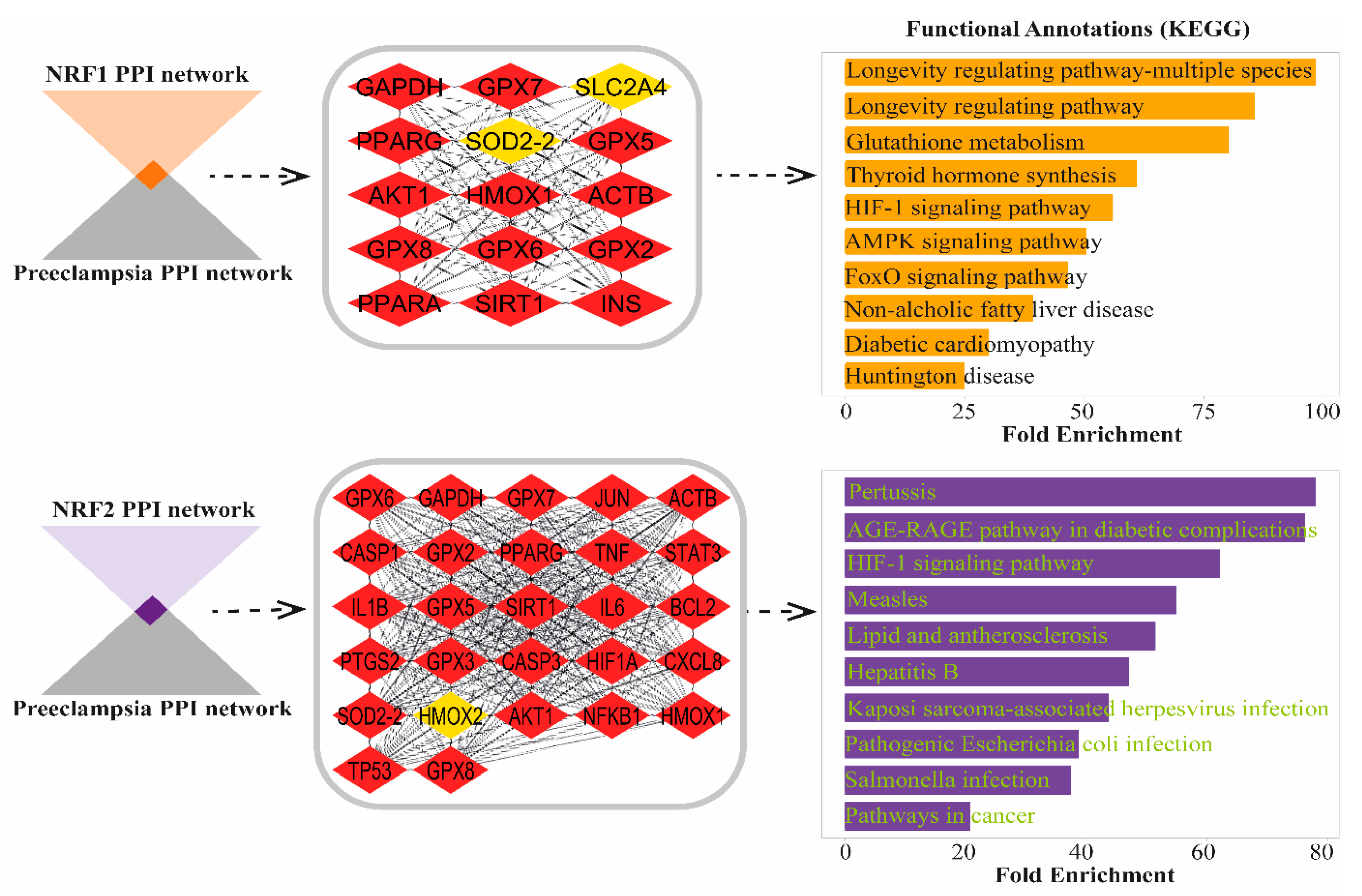 NRF1 and NRF2 Expression in Preeclamptic Placentas: A Comparative ...