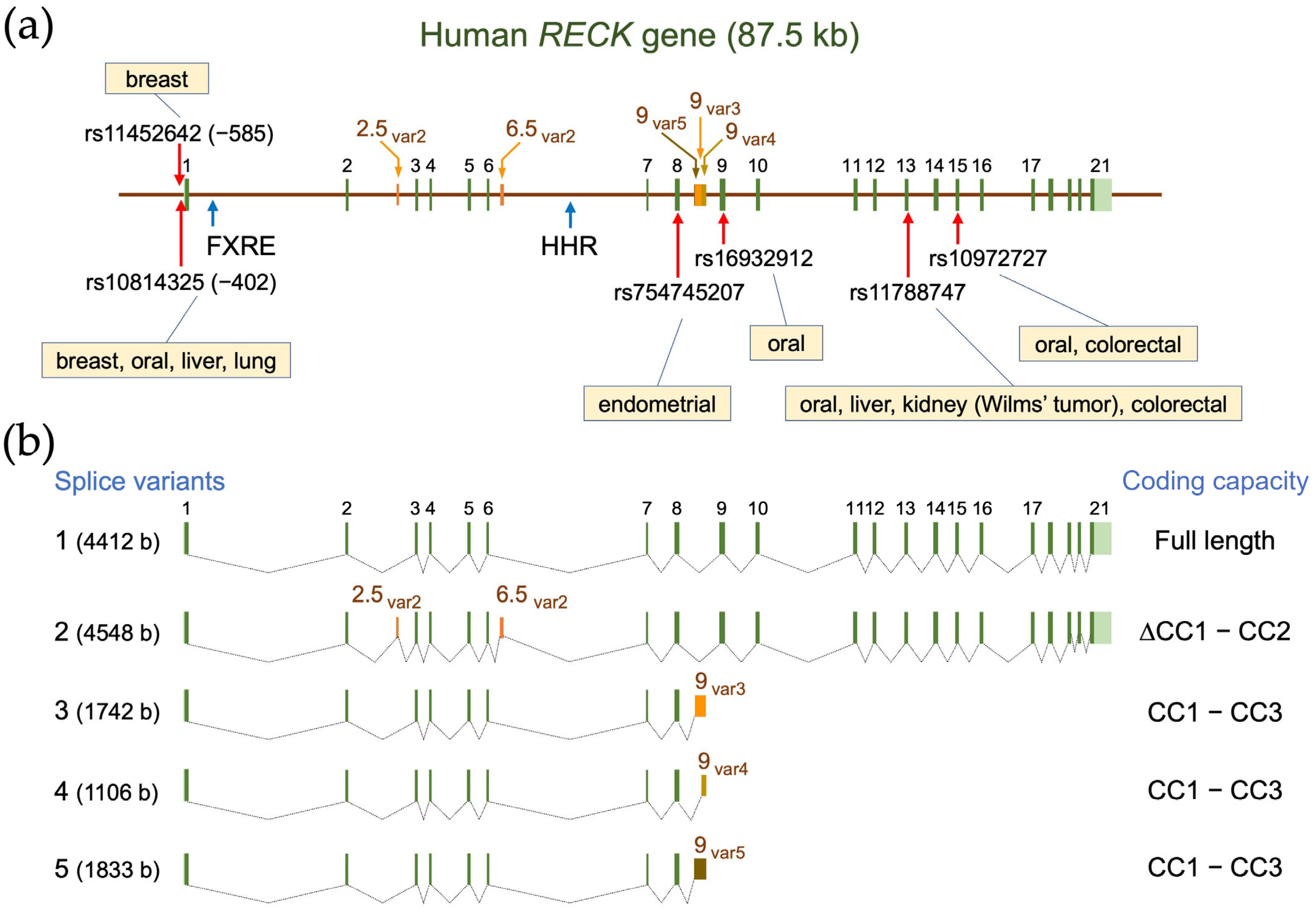 The Roles of the Membrane-Anchored Glycoprotein RECK in Animal ...