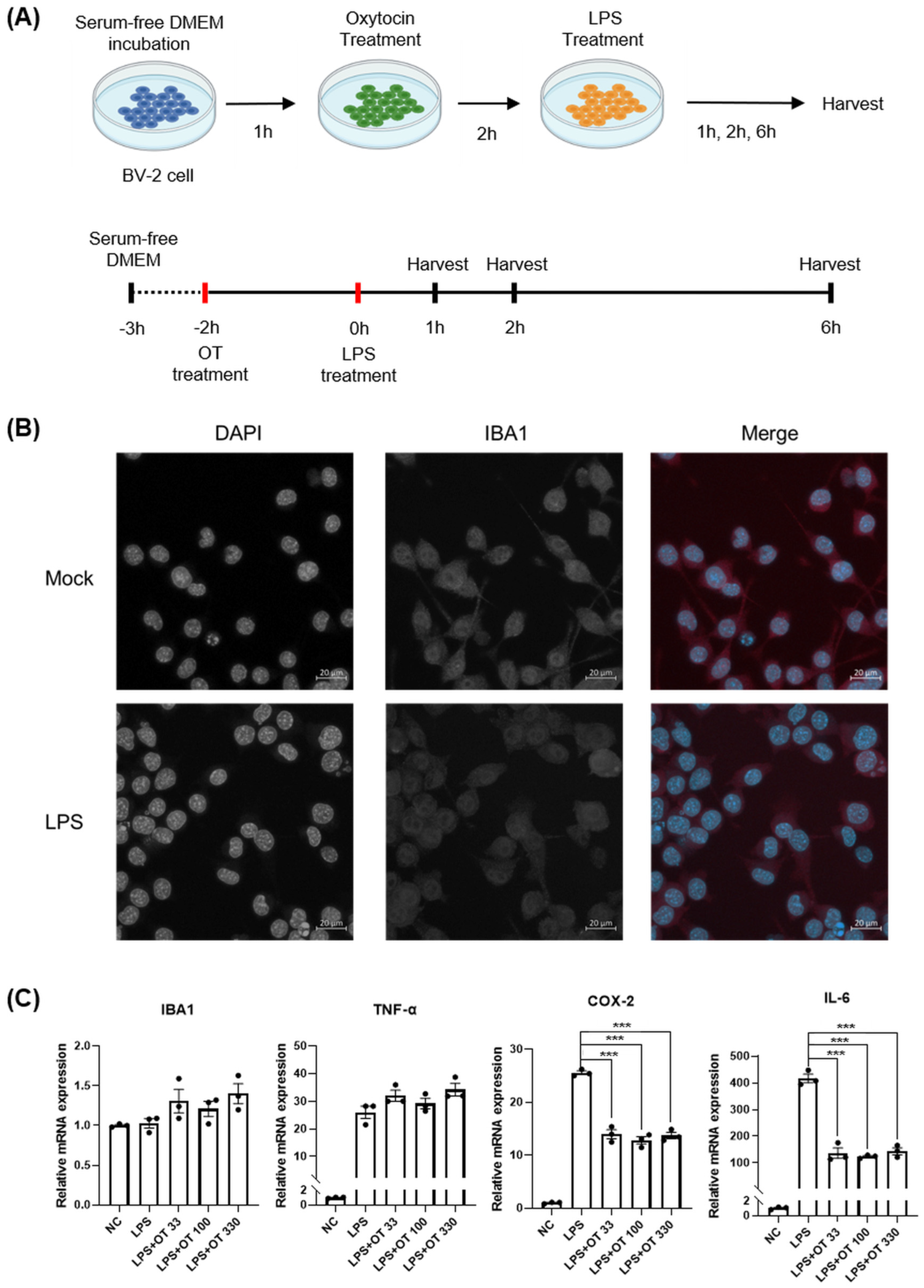 Oxytocin Modulates Microglial IL-17-Linked Inflammatory Pathways ...