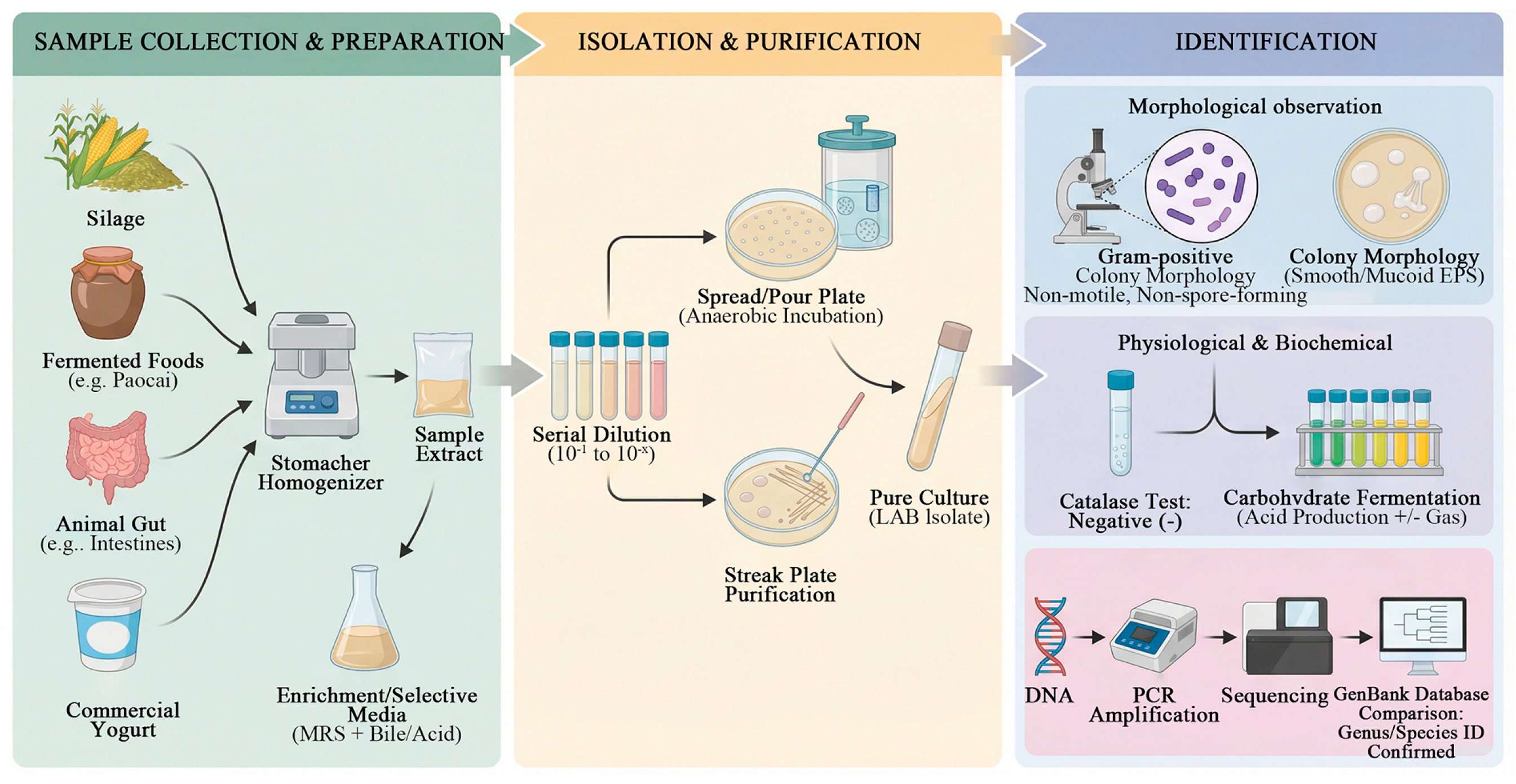 Review on Mining Robust Lactic Acid Bacteria for Next-Generation Silage ...