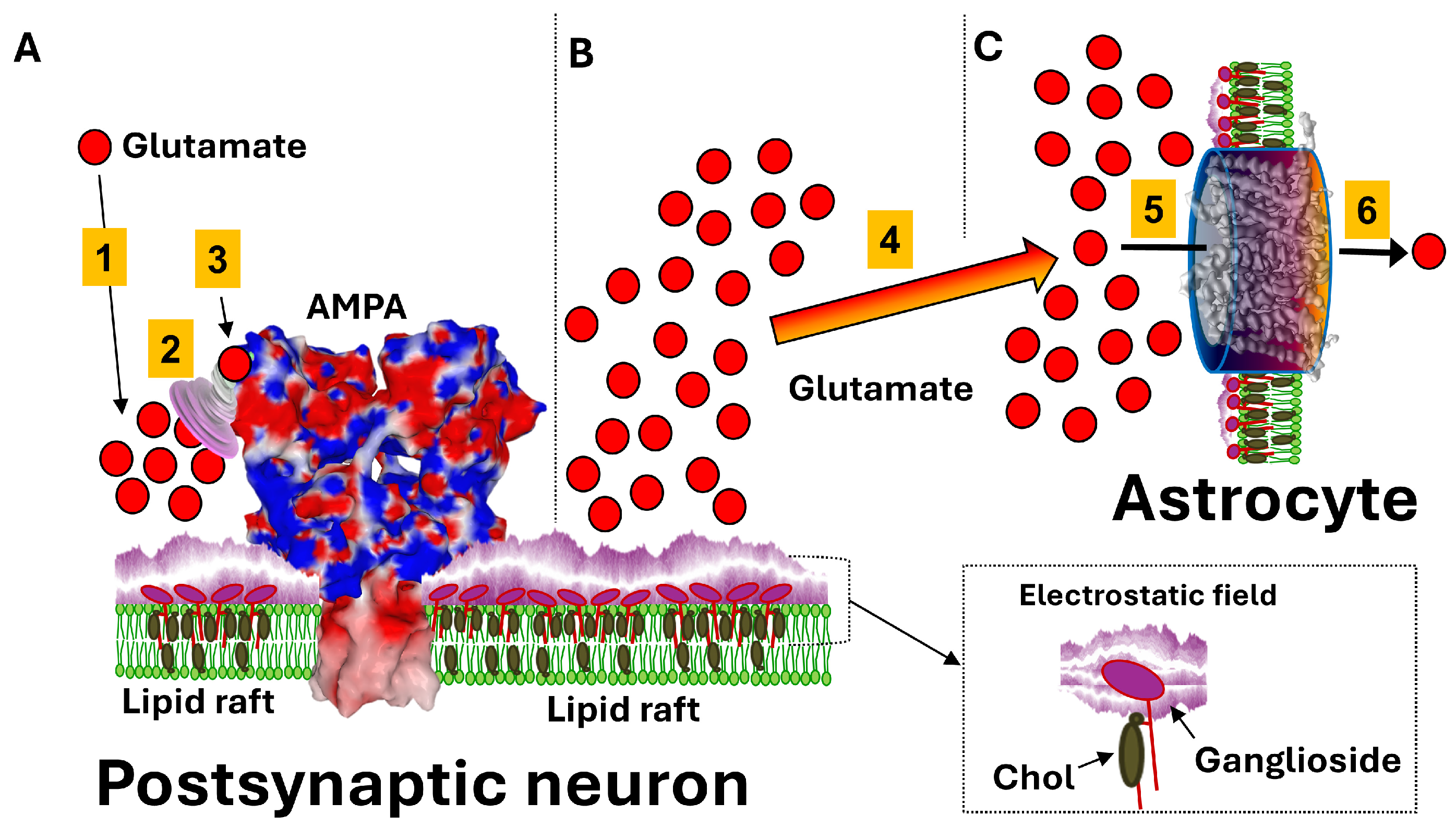 Serotonergic Signaling Rewired: A Lipid Raft-Controlled Model of ...