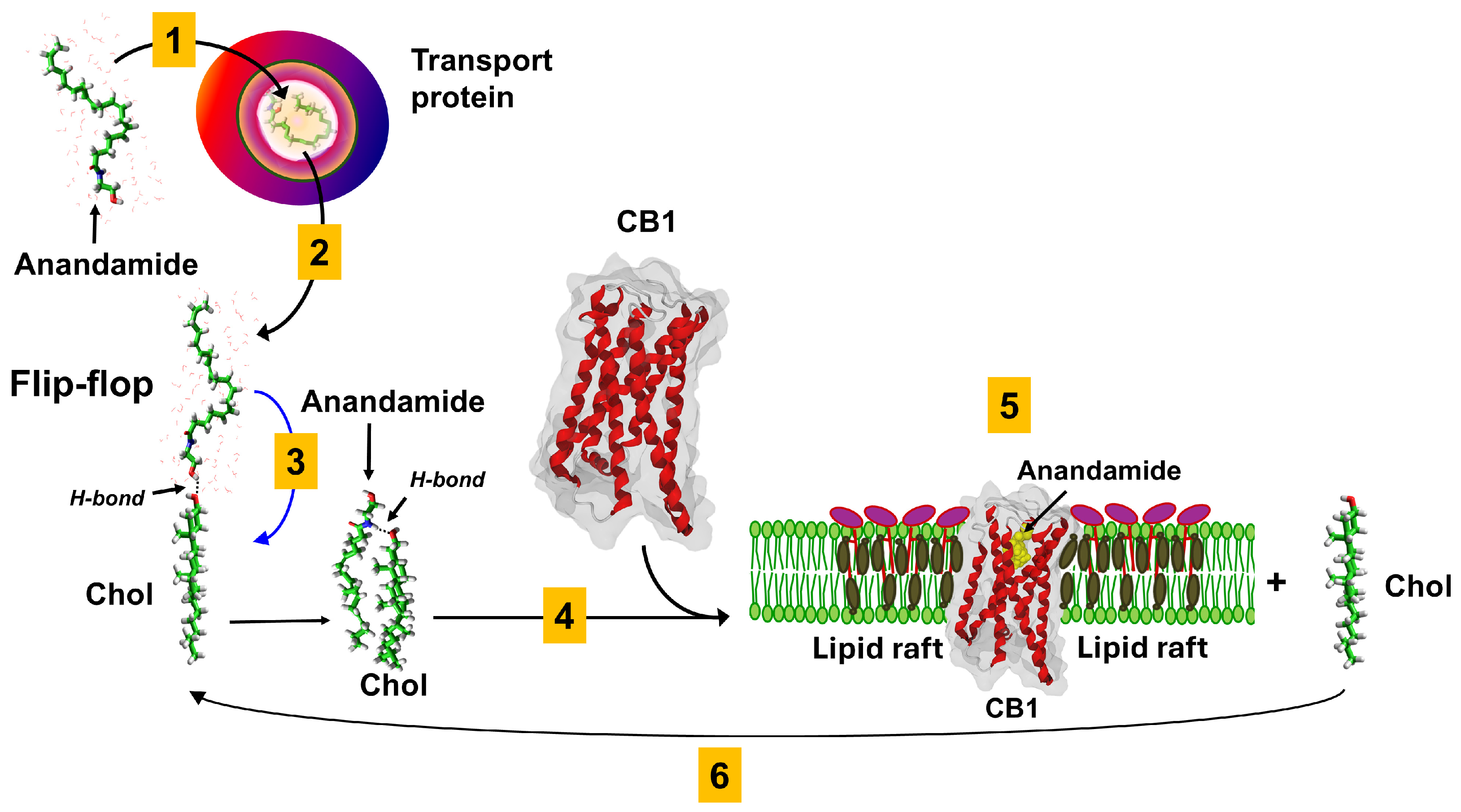 Serotonergic Signaling Rewired: A Lipid Raft-Controlled Model of ...